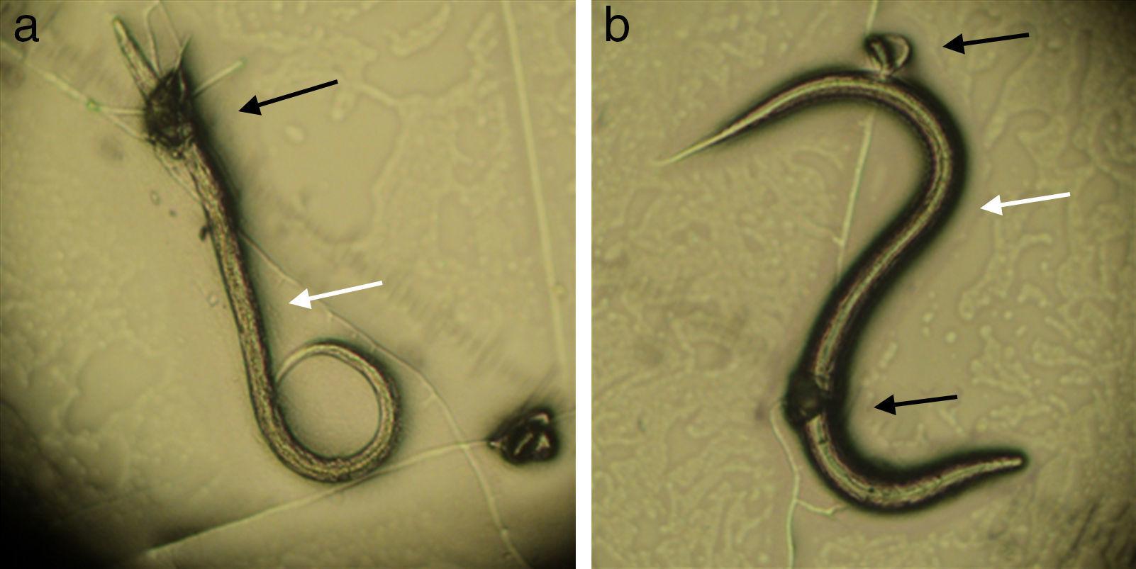 Ancylostoma Larvae