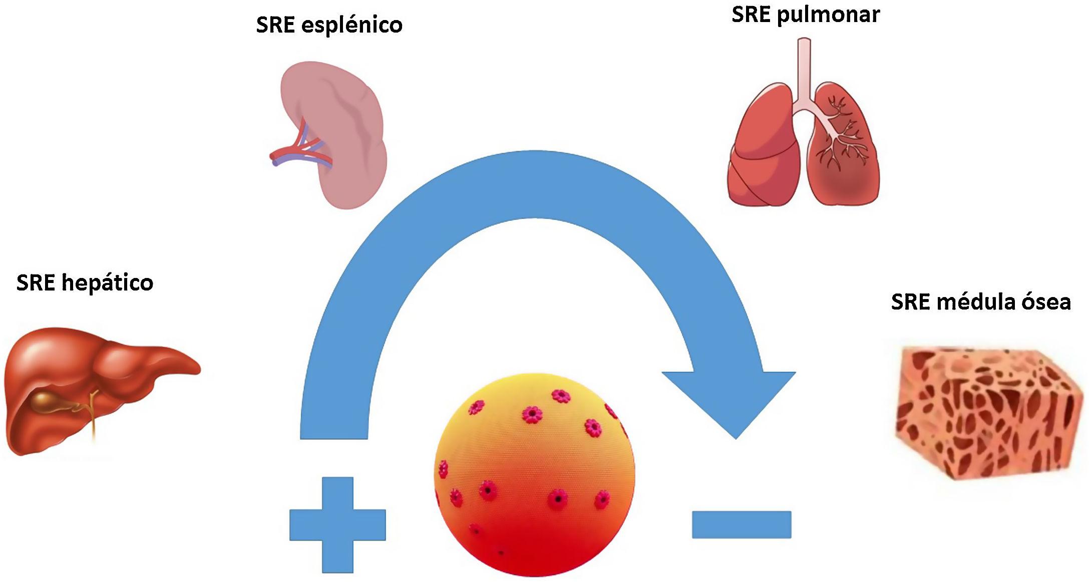 Seguridad clínica de la anfotericina B liposomal | Revista ...
