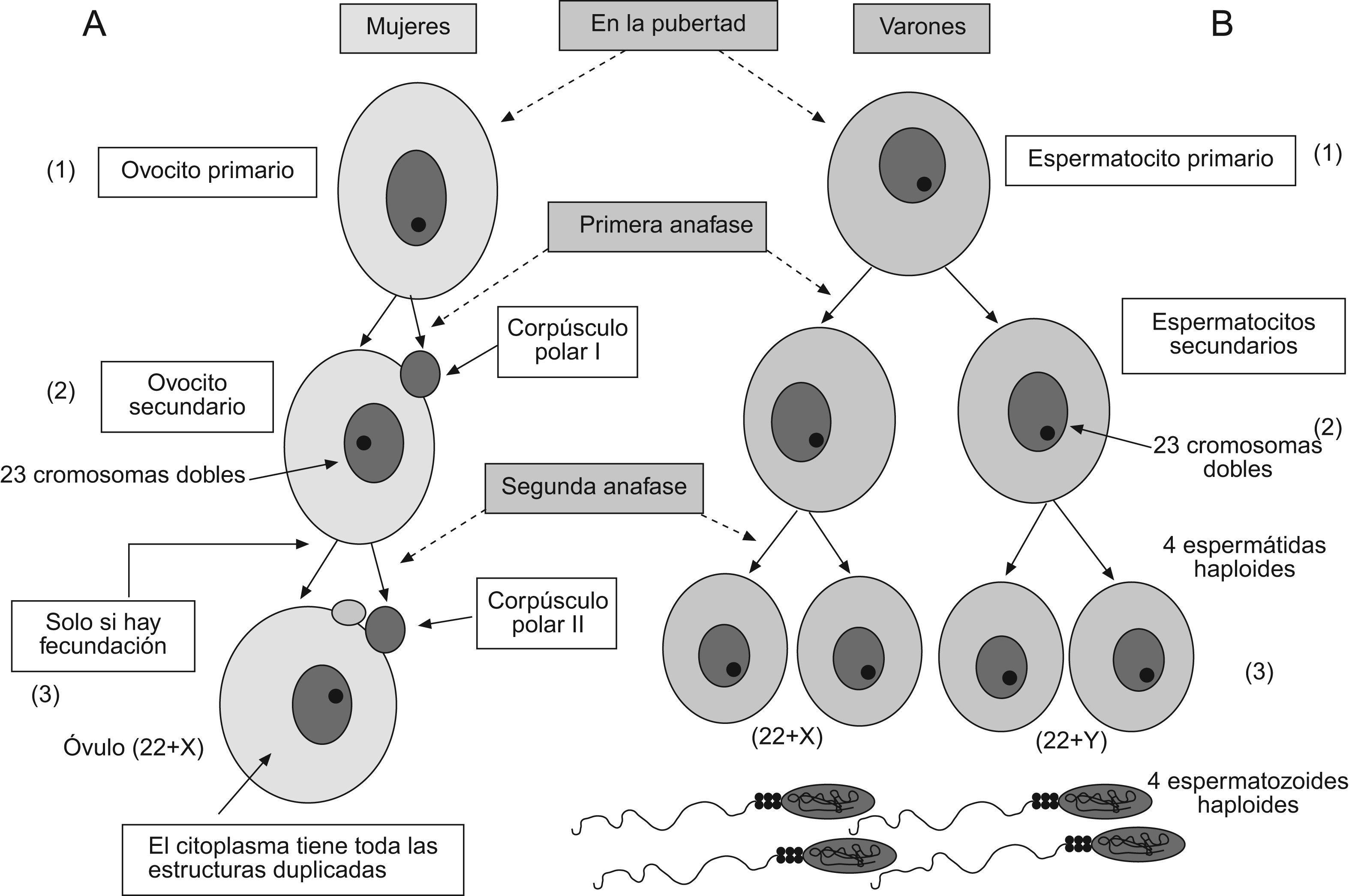 Actualización de conocimientos sobre formación de los gametos. Procesos ...