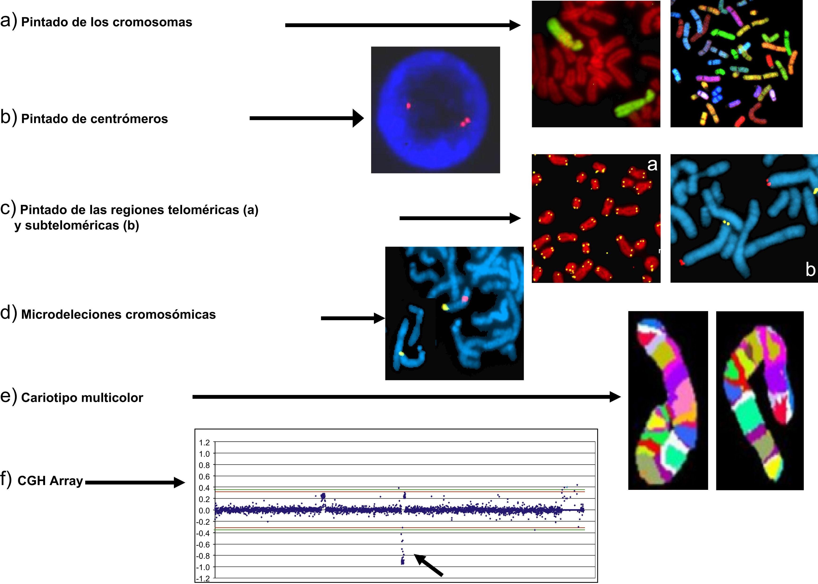 Resumen de la evolución de las técnicas de citogenética y genética ...
