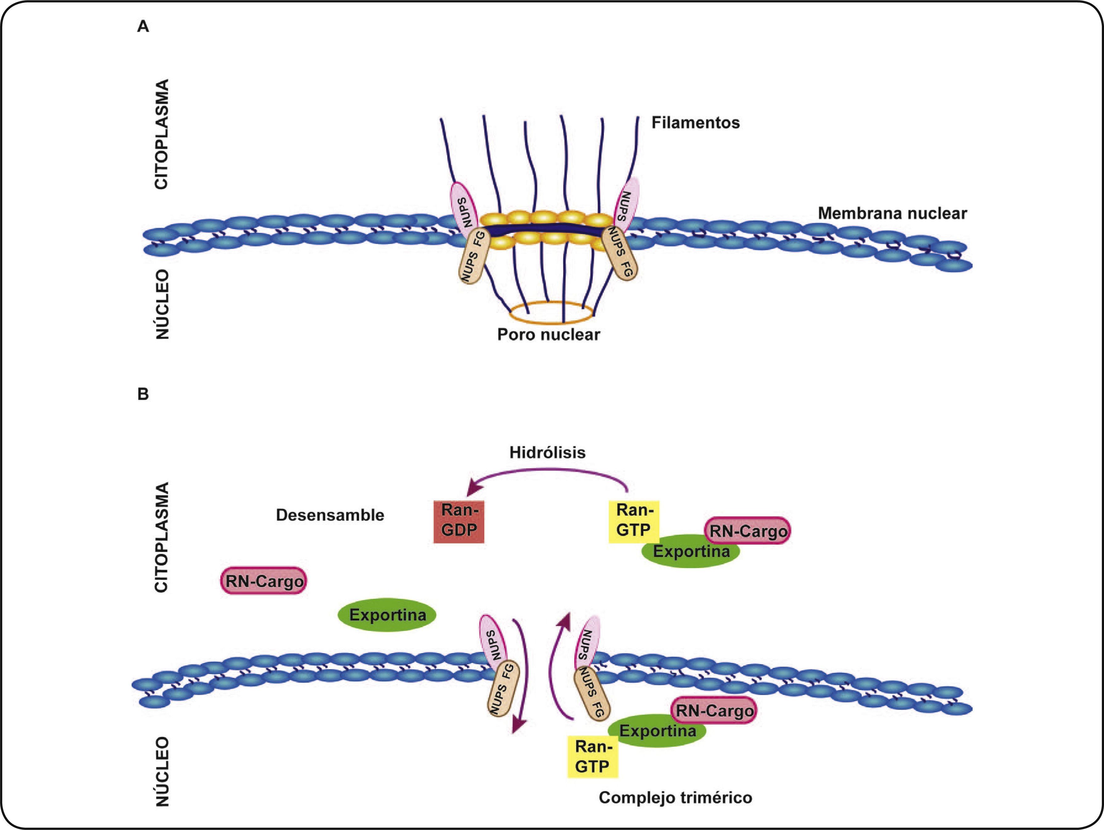 RECEPTORES NUCLEARES: DEL NÚCLEO AL CITOPLASMA | TIP. Revista ...