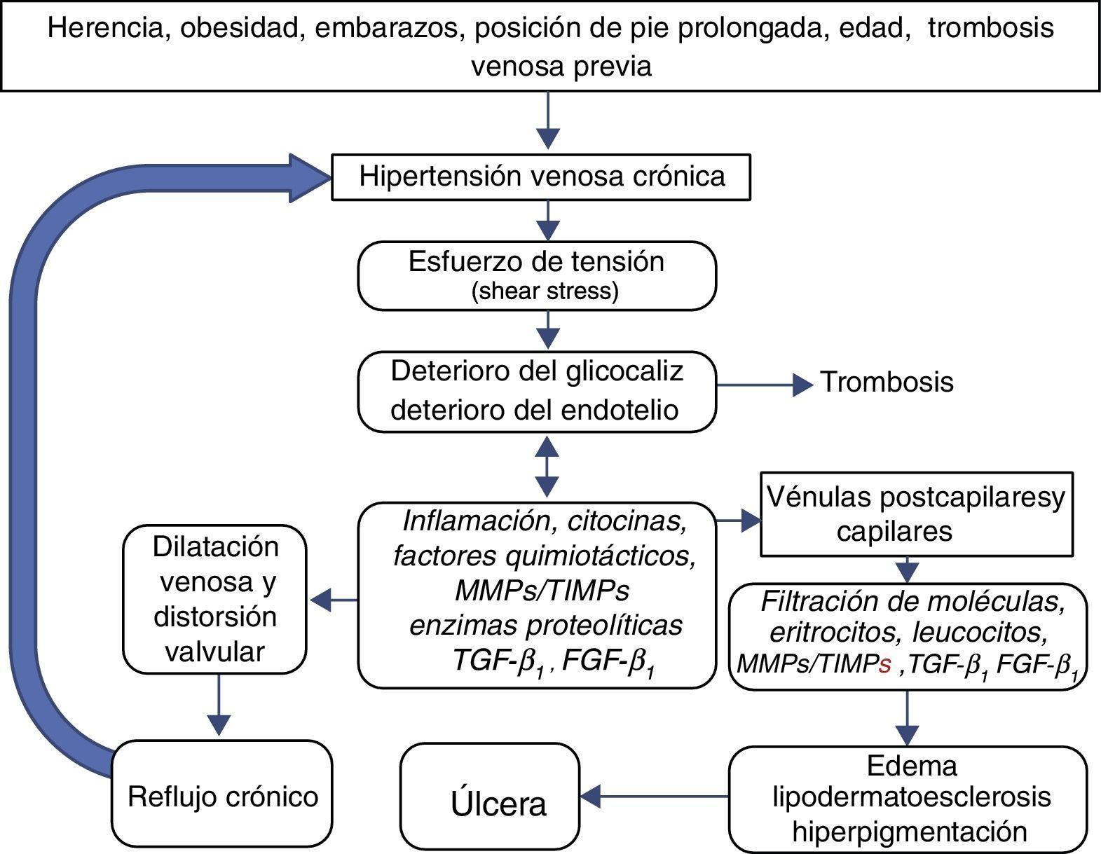 Importancia médica del glucocáliz endotelial. Parte 2: su papel en ...