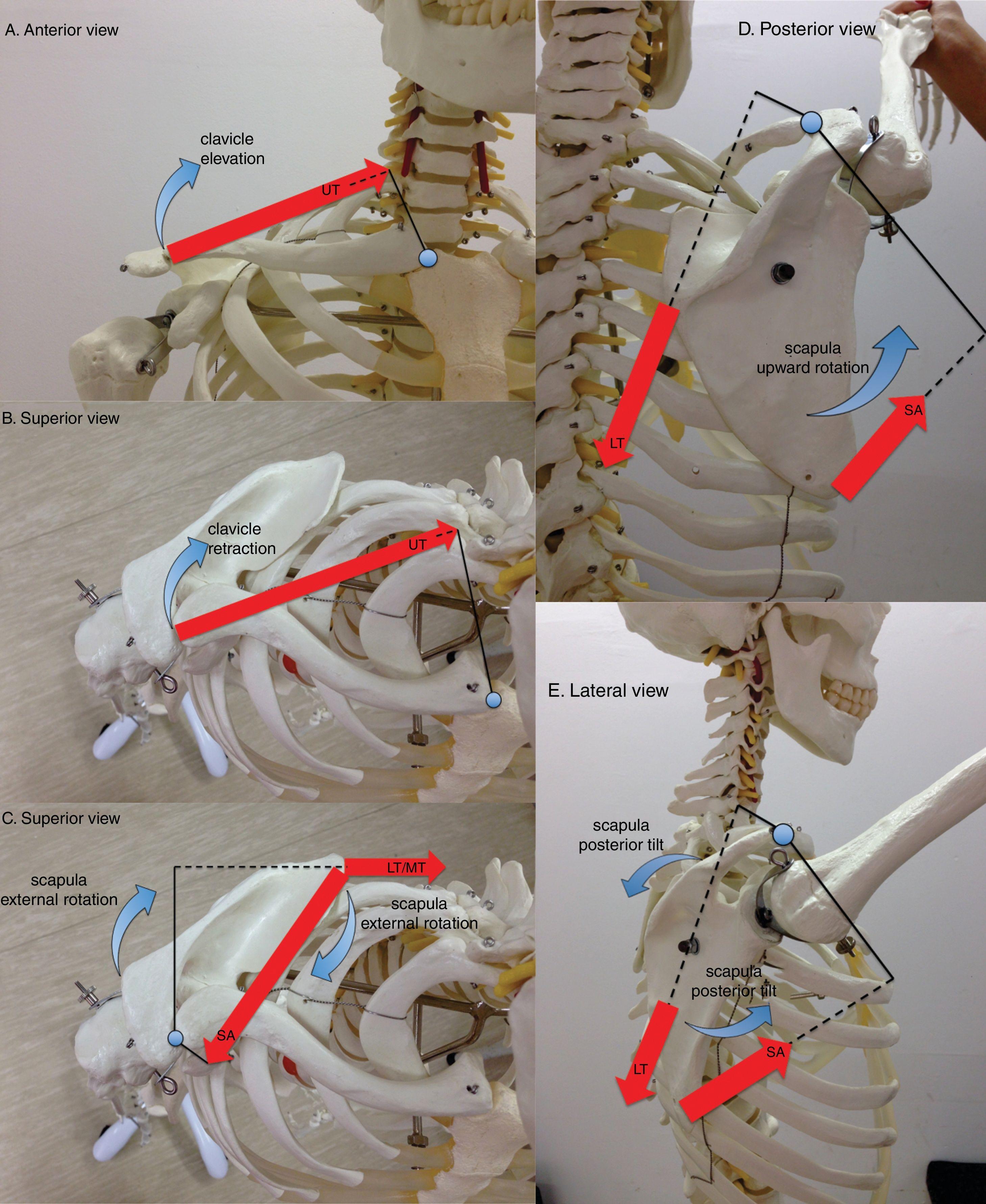 Kinesiologic considerations for targeting activation of scapulothoracic ...