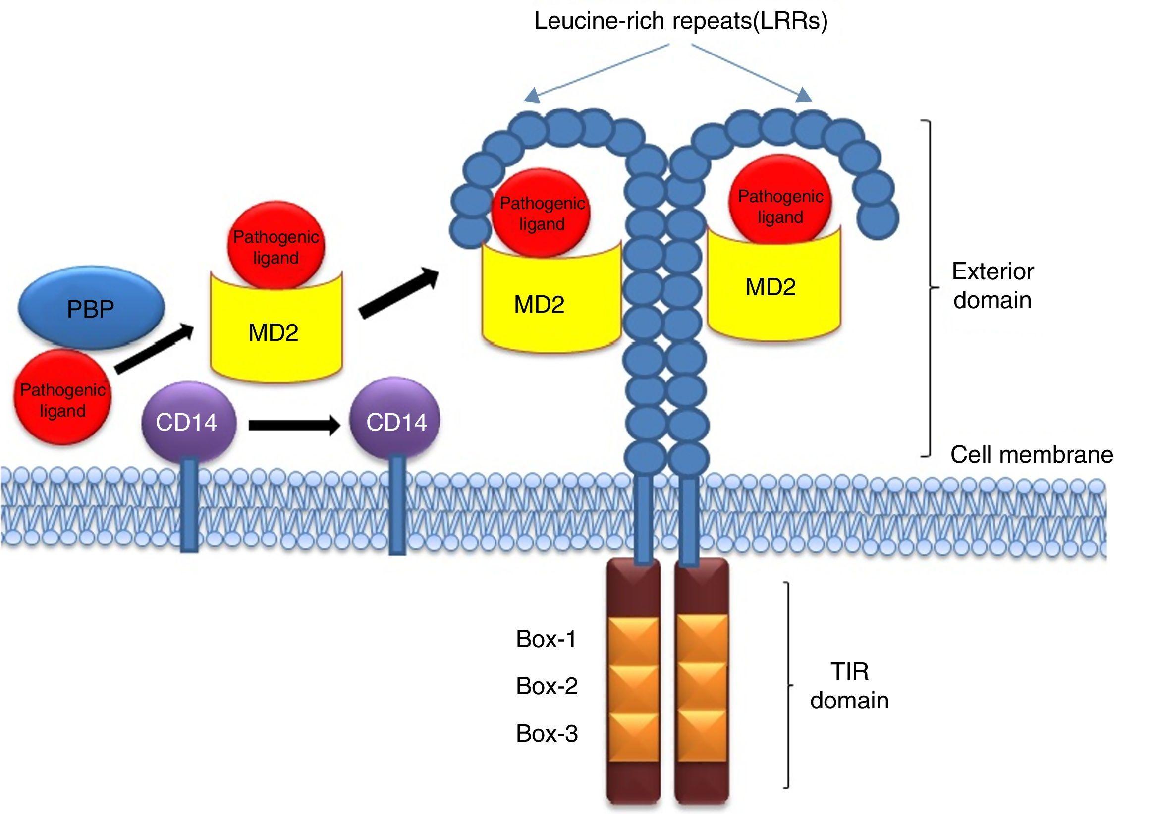 TLR2 and TLR4 mediated host immune responses in major infectious ...