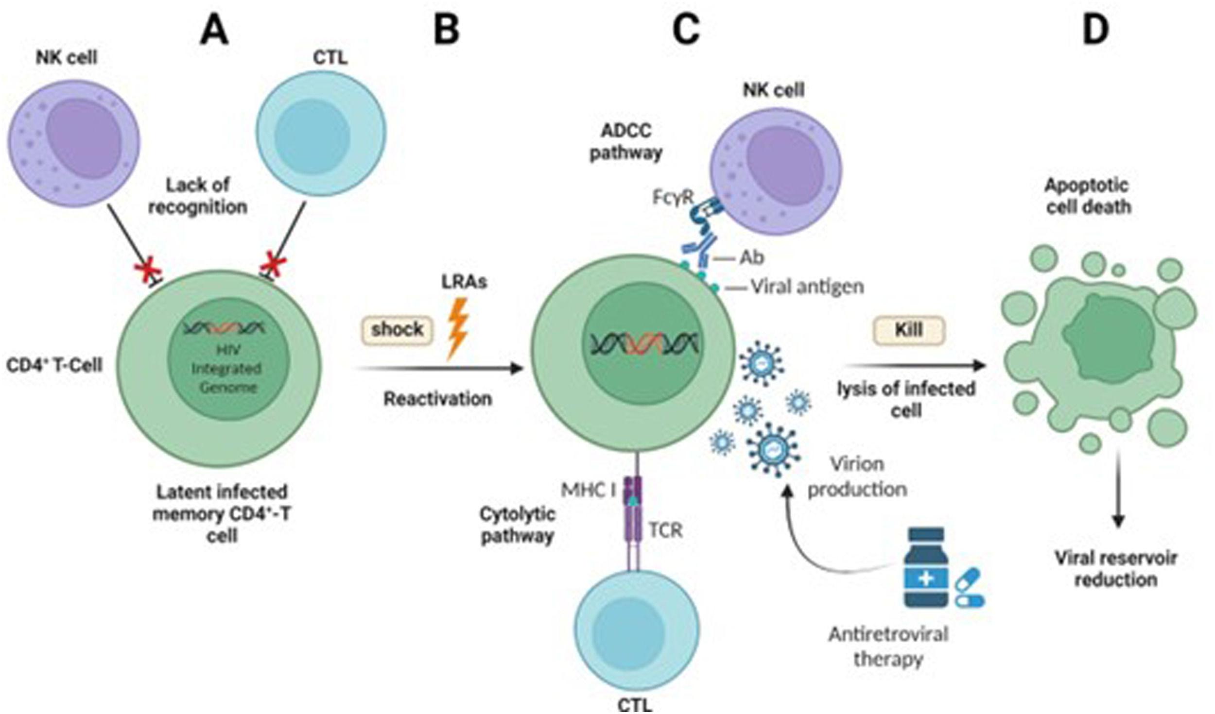 Conserved multiepitope vaccine constructs: A potent HIV-1 therapeutic ...