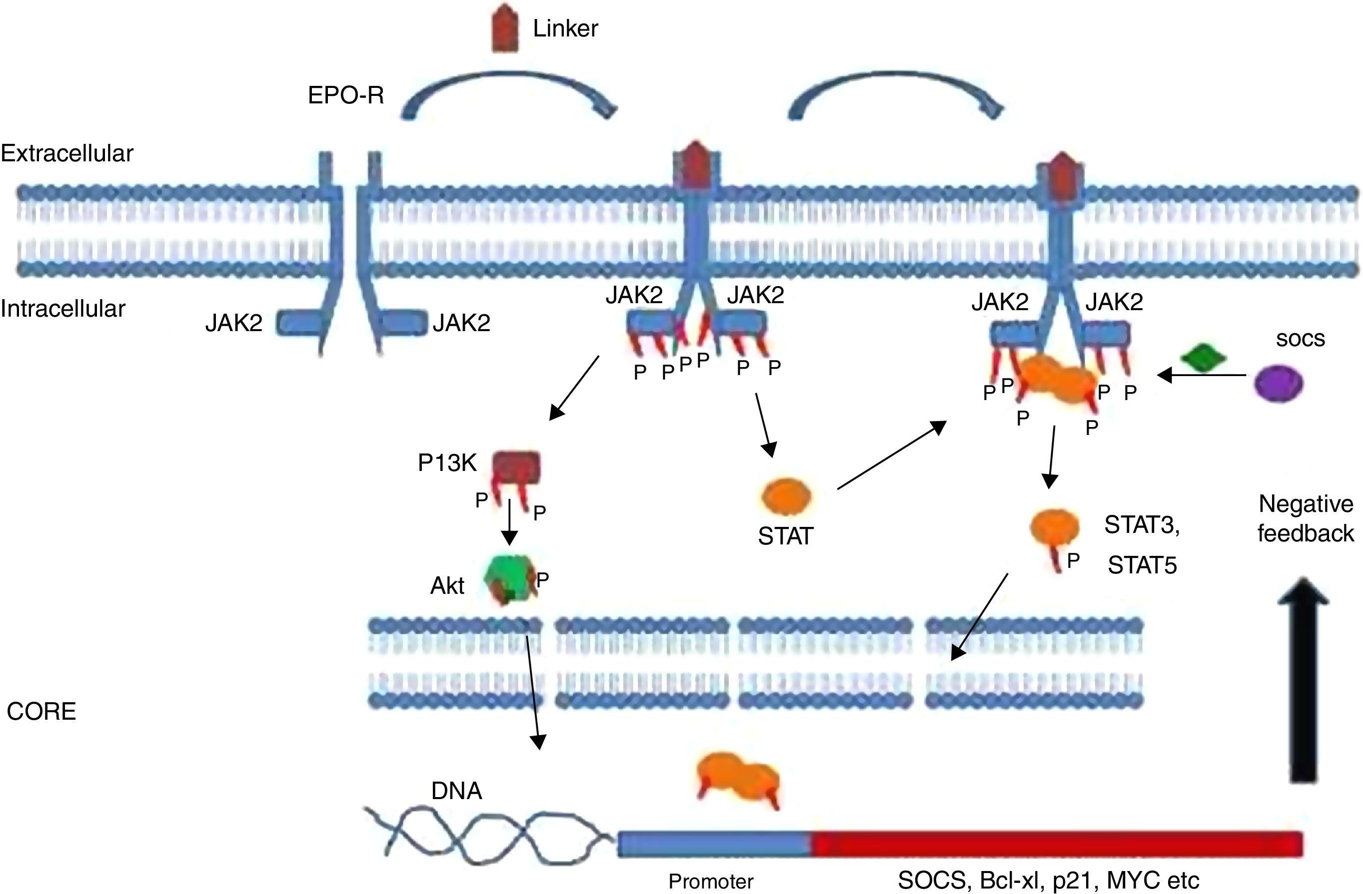 Myeloproliferative neoplasms and the JAK/STAT signaling pathway: an ...