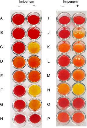 Modified Carba NP test for the detection of carbapenemase production in ...