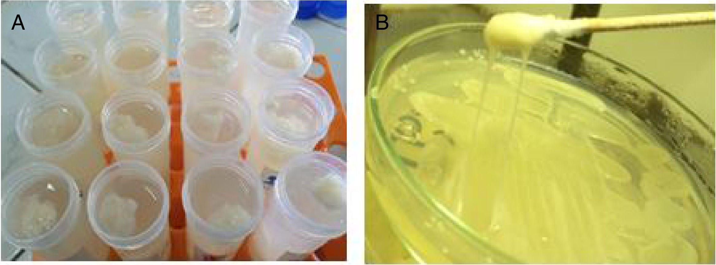 Exopolysaccharide production from Bacillus velezensis KY471306 using ...