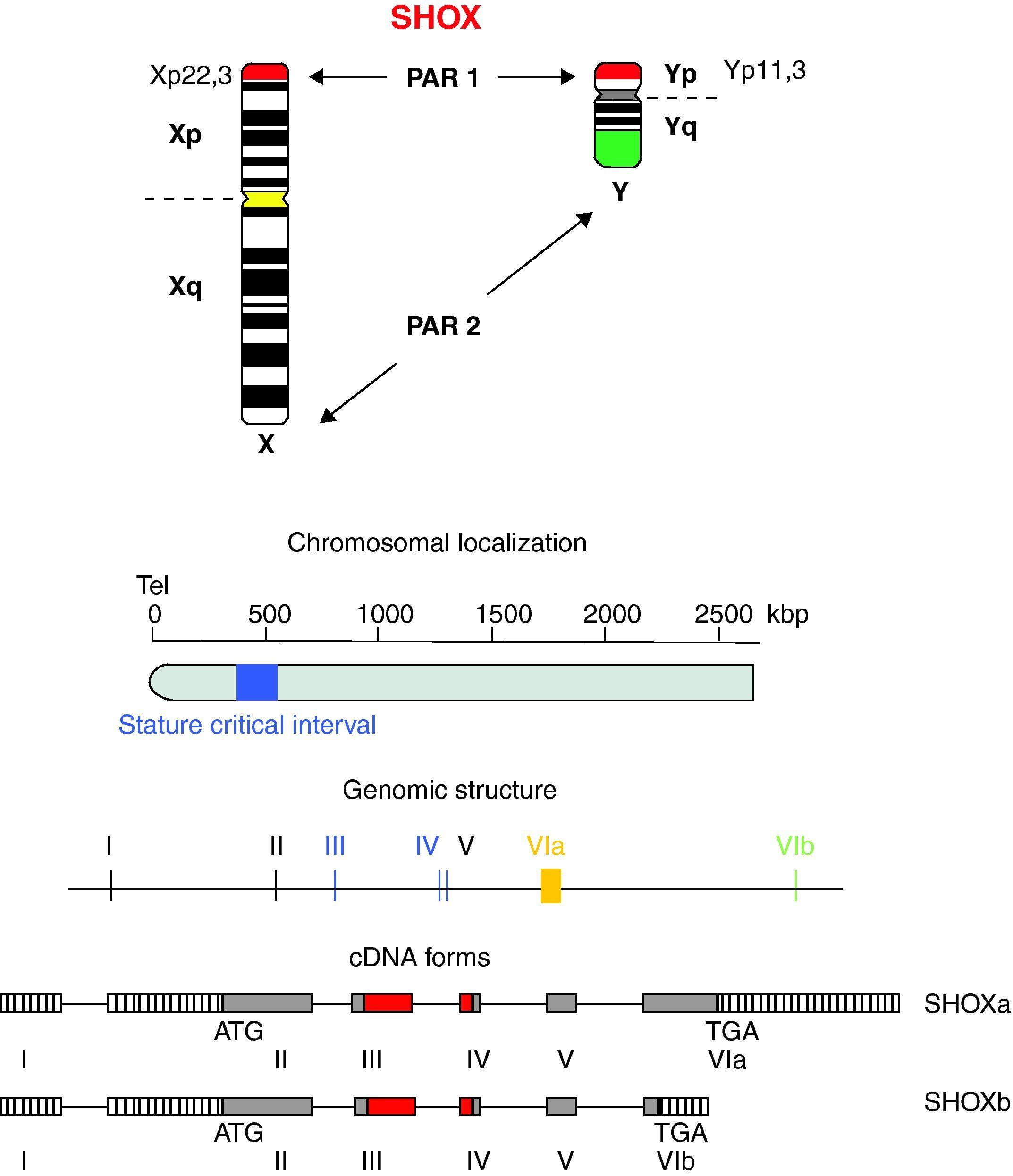 The role of the SHOX gene in the pathophysiology of Turner syndrome ...