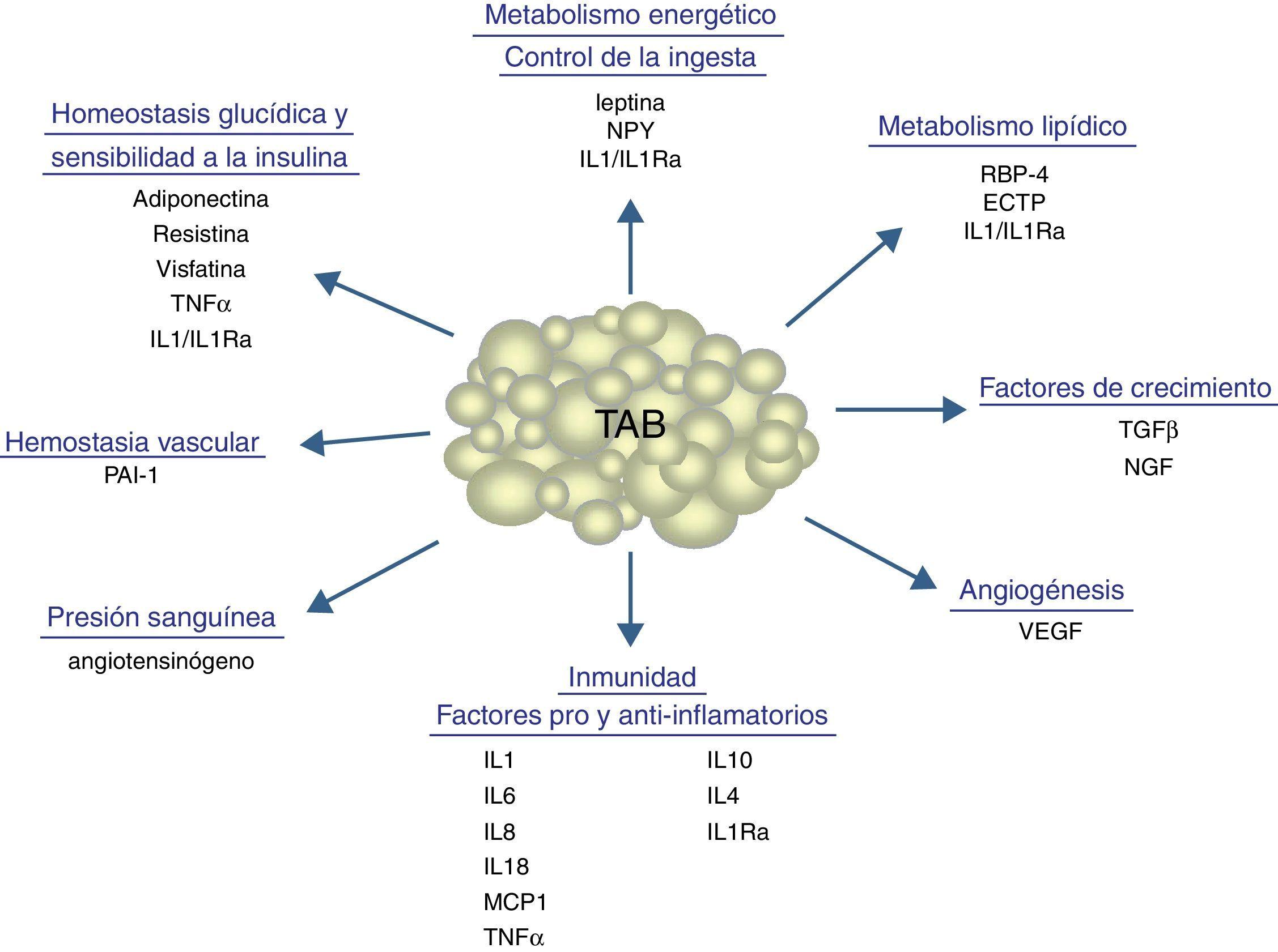 Tejido adiposo: heterogeneidad celular y diversidad funcional ...