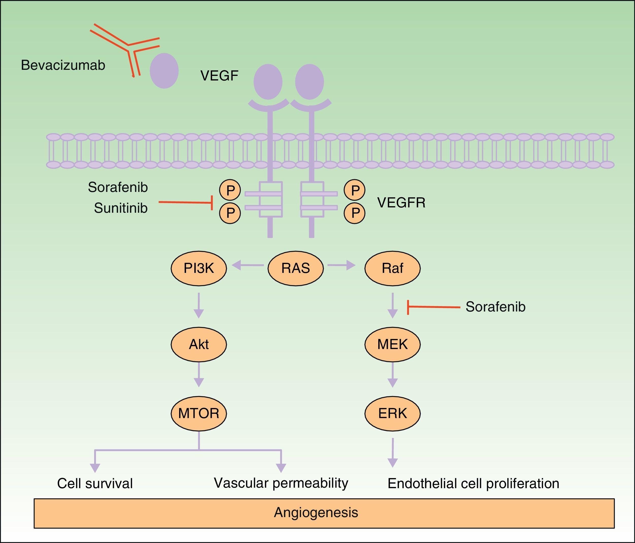 Antiangiogenic Agents and the Skin: Cutaneous Adverse Effects of ...