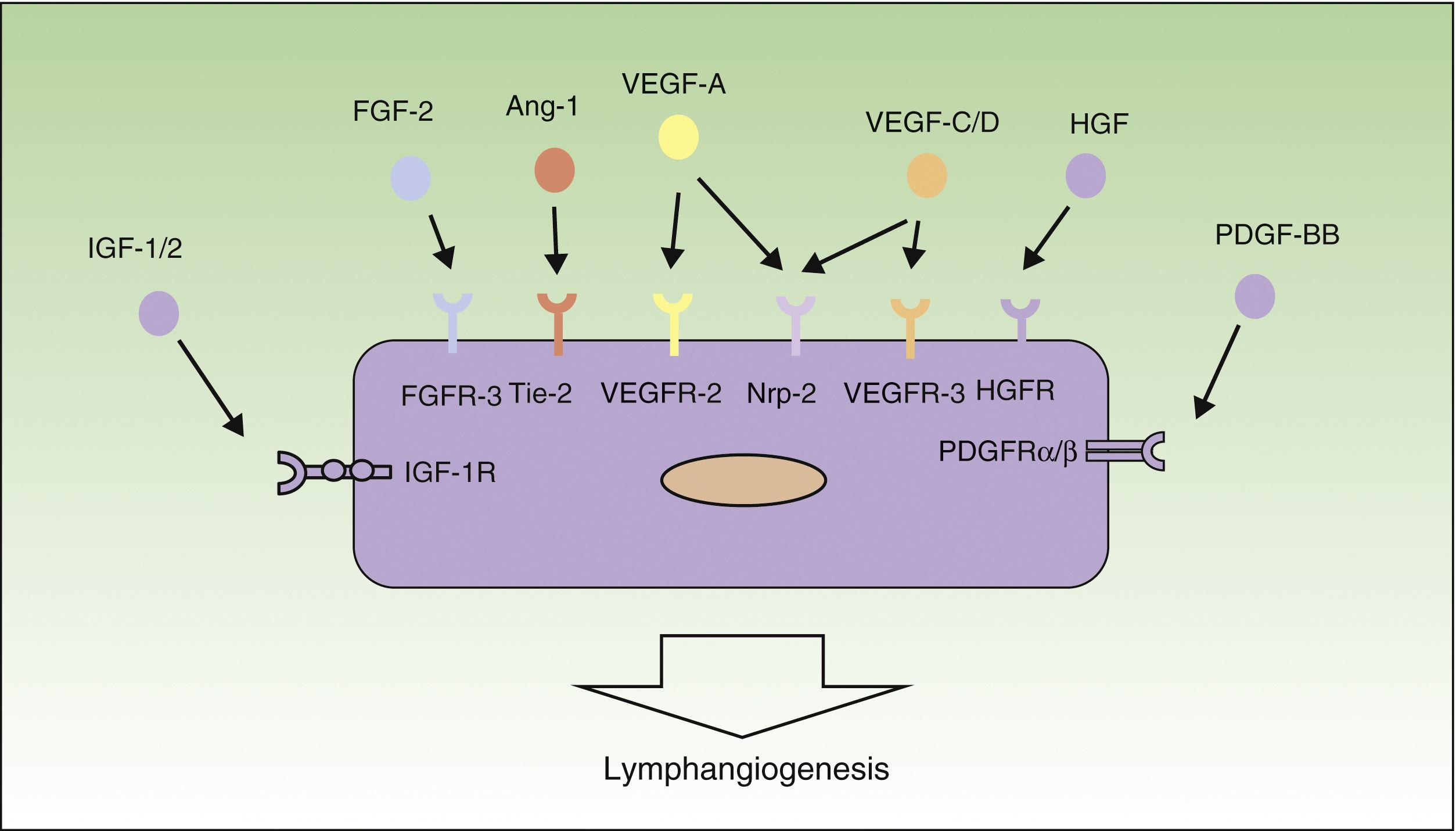 Lymphangiogenesis: Implications for Diagnosis, Treatment, and Prognosis ...