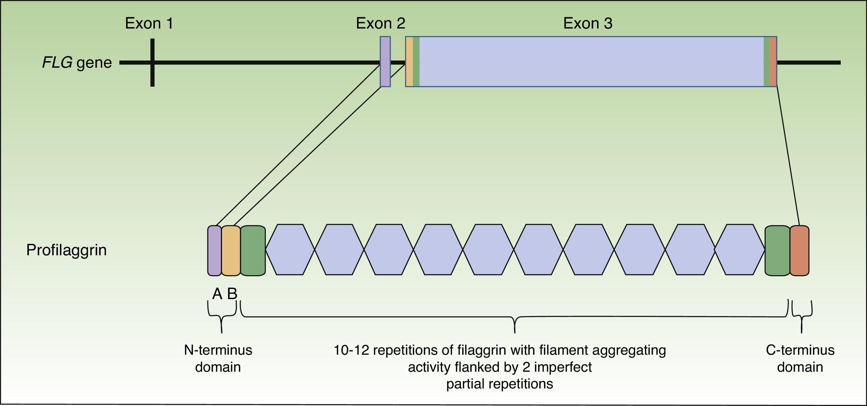 The Role of Filaggrin in the Skin Barrier and Disease Development | Actas Dermo-Sifiliográficas