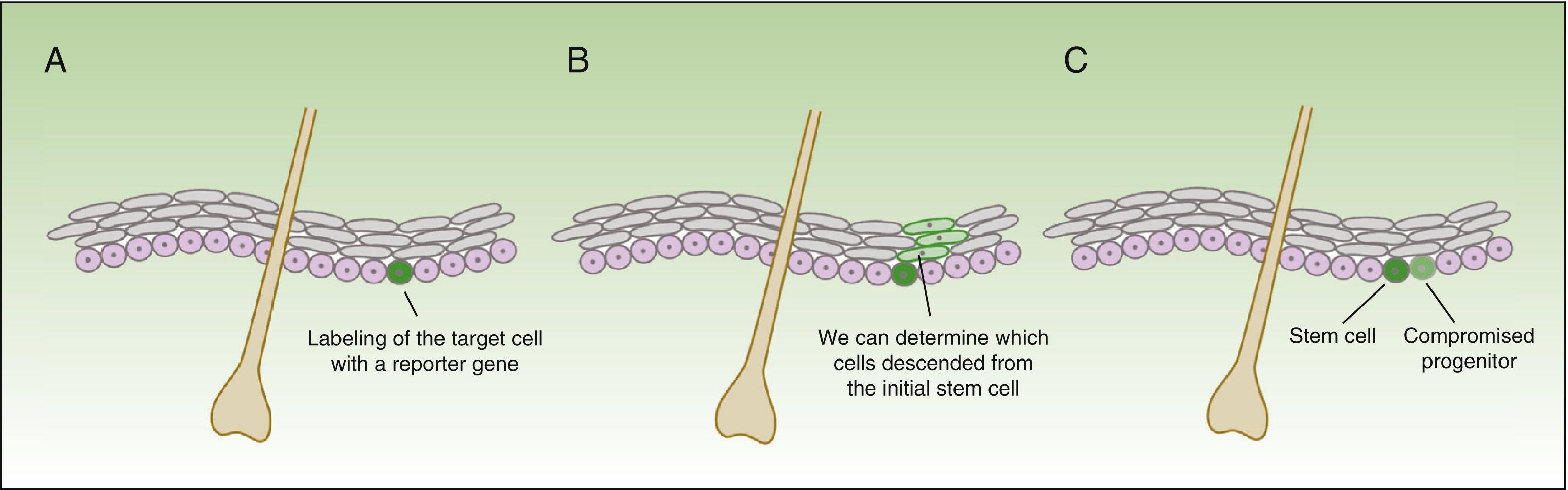 Skin Stem Cells: At the Frontier Between the Laboratory and Clinical ...