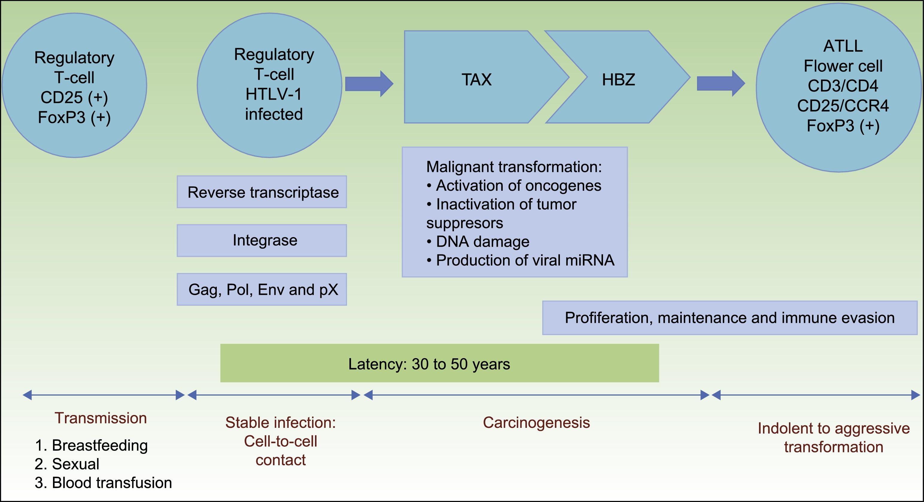 Adult T-Cell Leukemia/Lymphoma. Review of the Literature | Actas Dermo ...