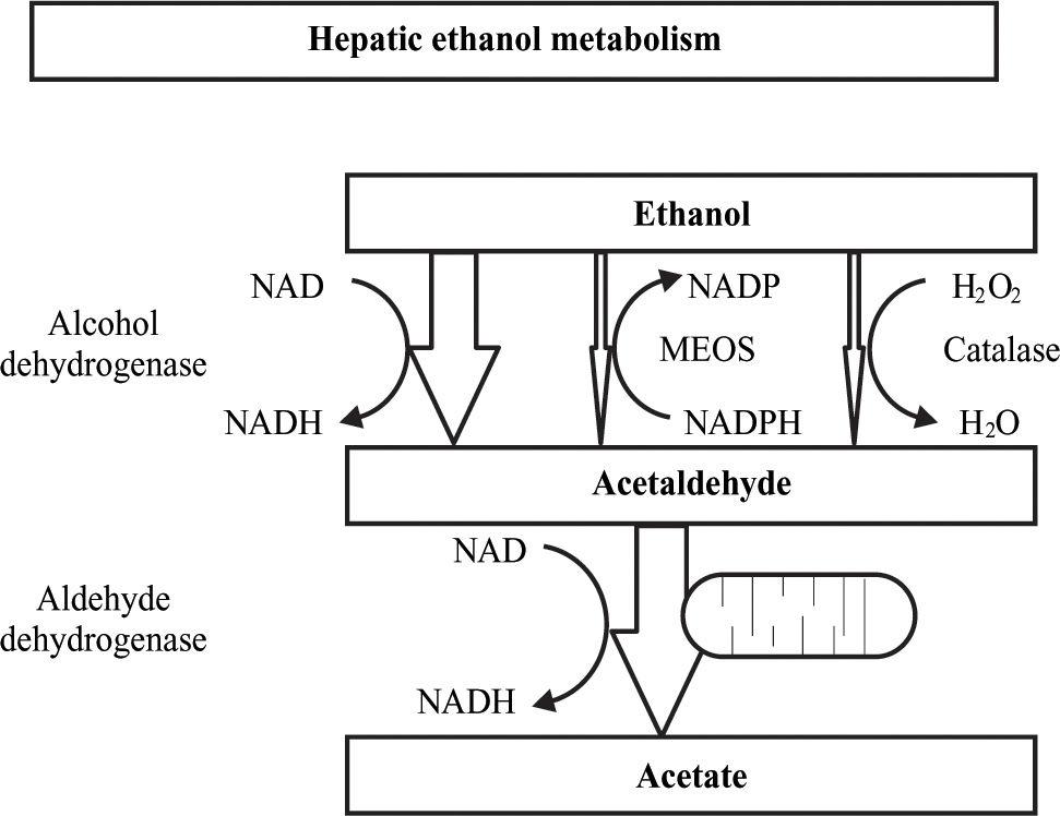 Current concepts in alcohol metabolism | Annals of Hepatology