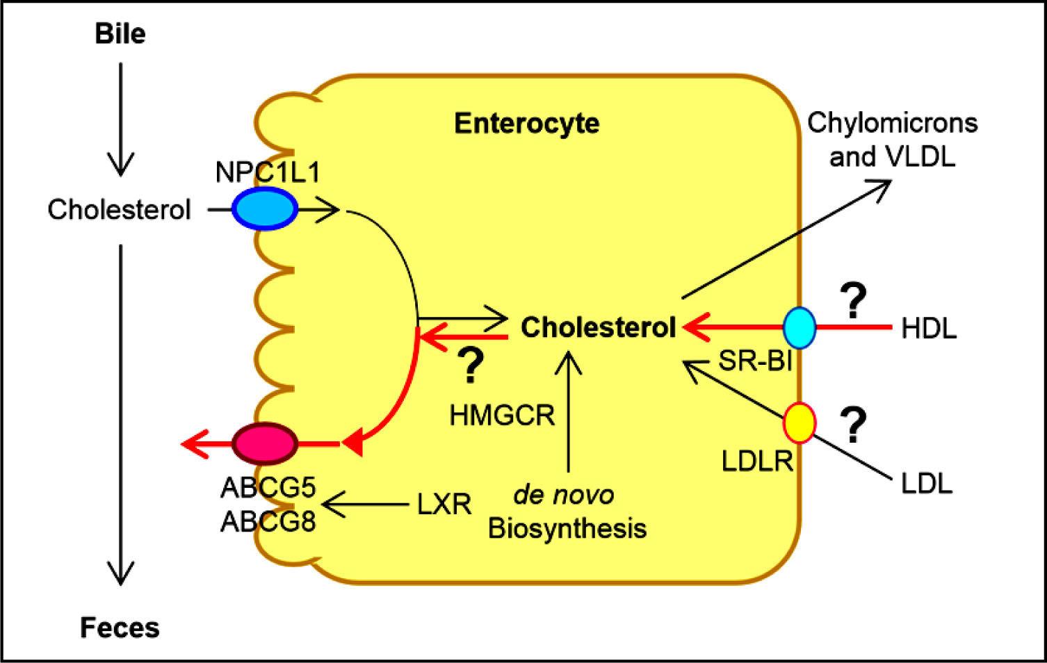 Cholesterol and Lipoprotein Metabolism and Atherosclerosis: Recent ...