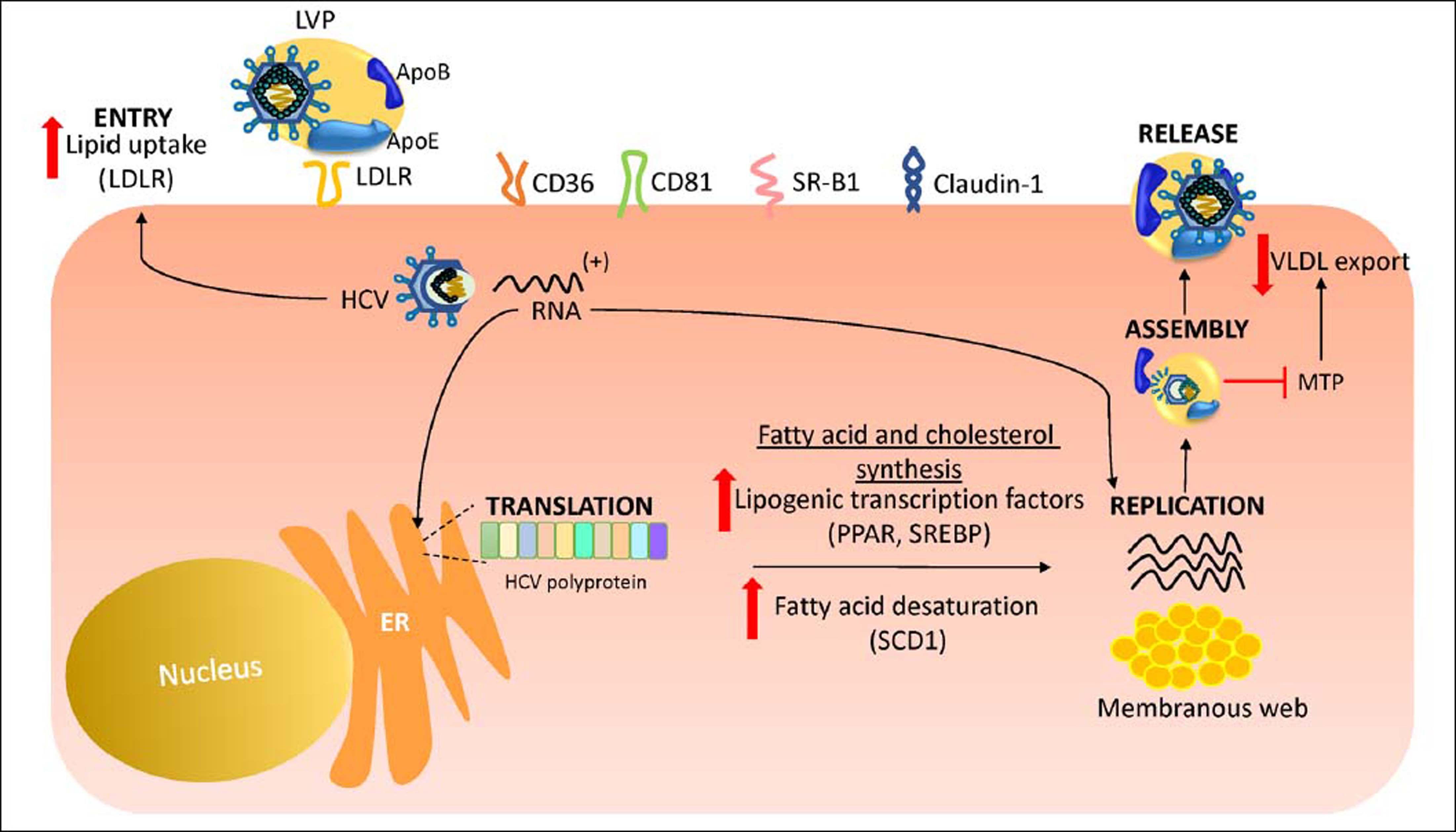 Immunometabolic Effect of Cholesterol in Hepatitis C Infection ...