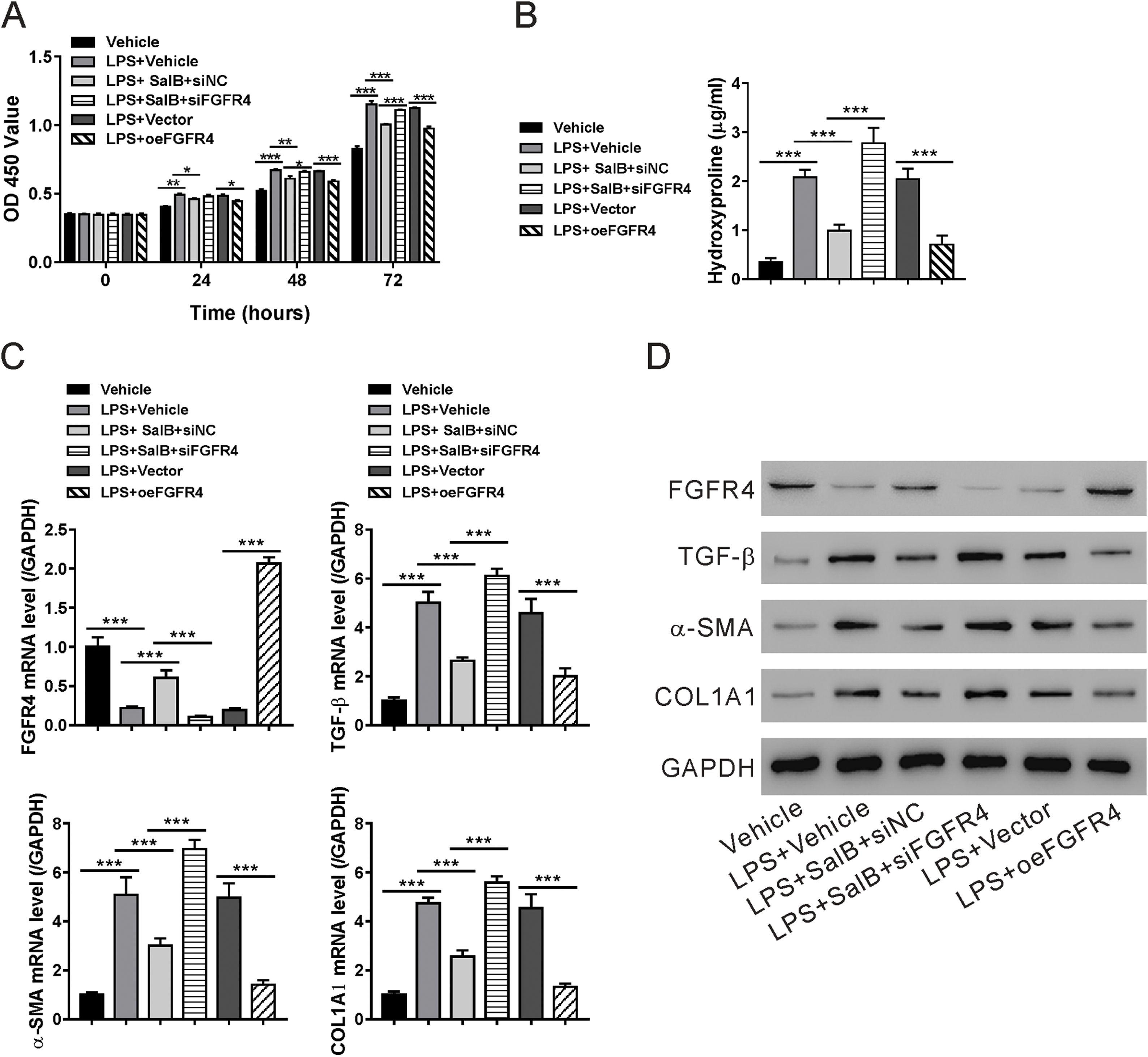 Salvianolic acid B blocks hepatic stellate cell activation via FGF19 ...