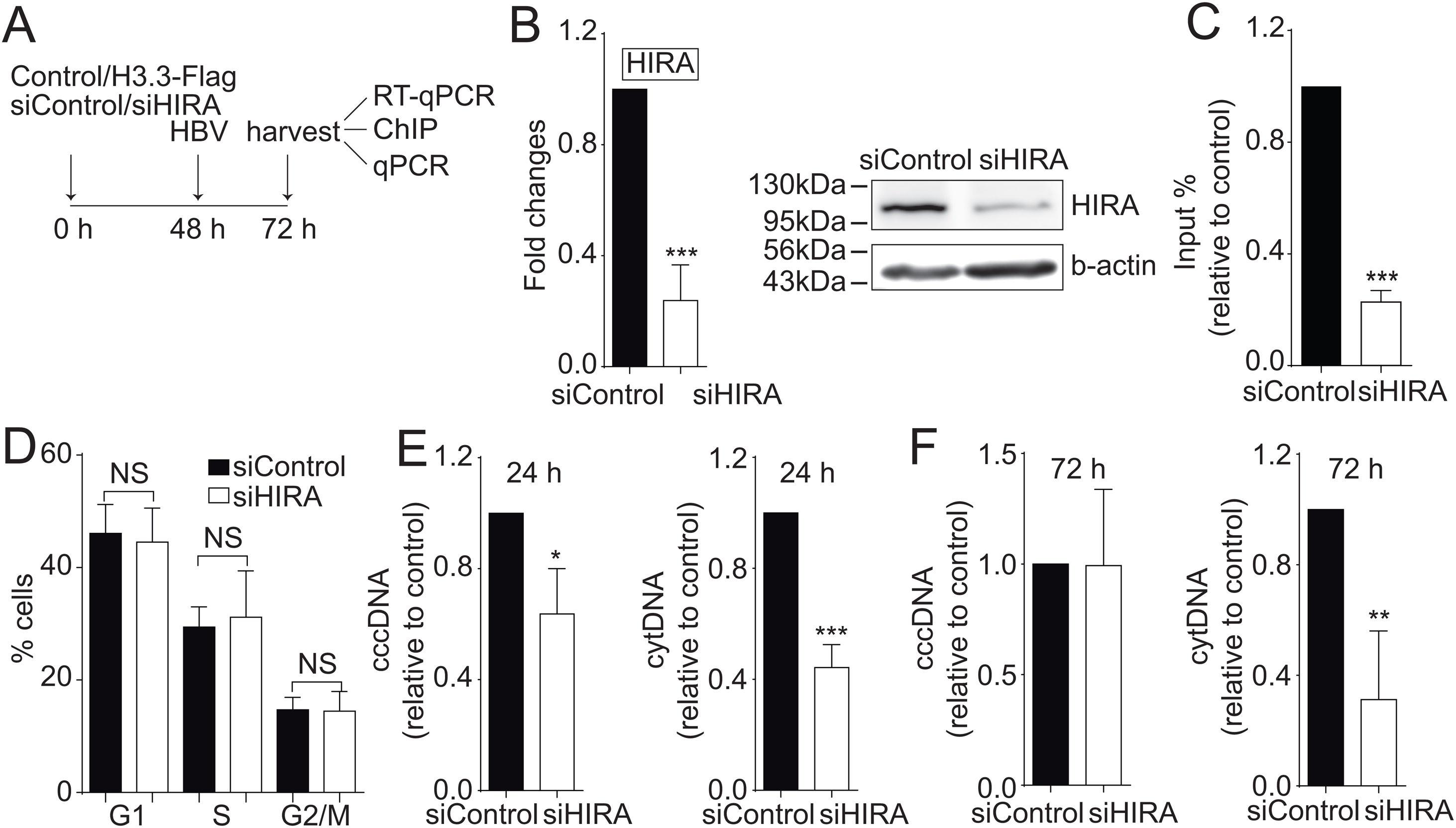 The histone variant H3.3 regulates the transcription of the hepatitis B ...