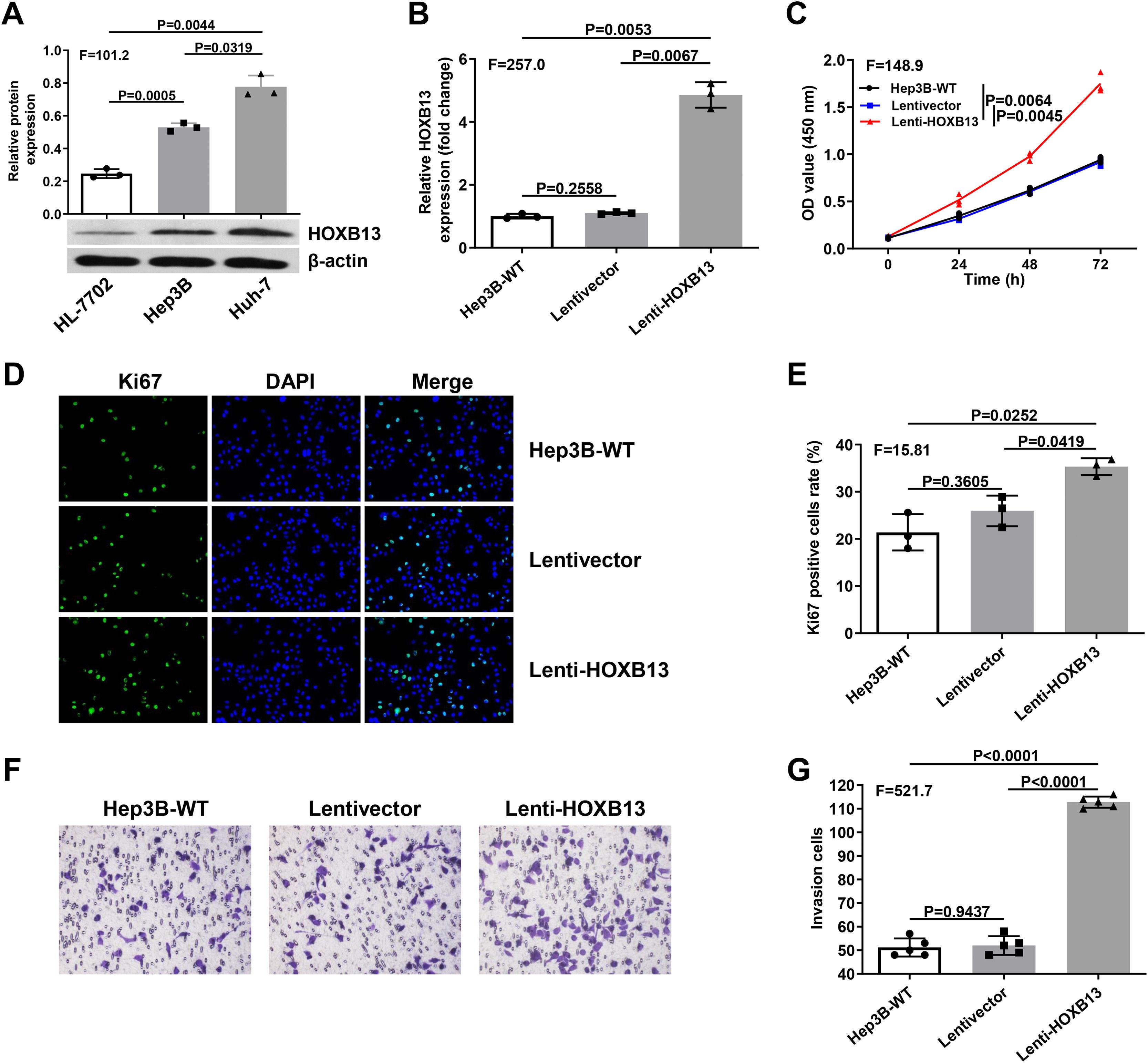 HOXB13 facilitates hepatocellular carcinoma progression by activating ...