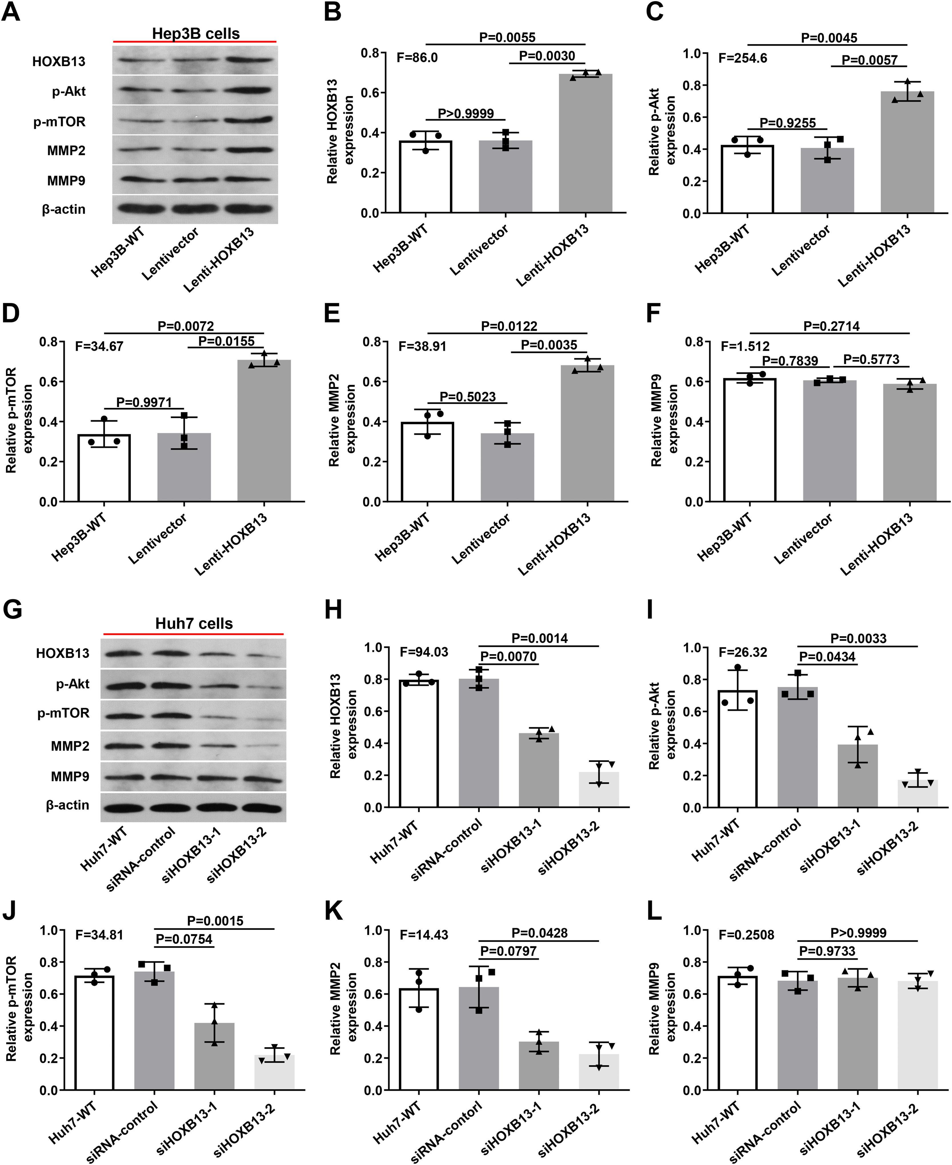 HOXB13 facilitates hepatocellular carcinoma progression by activating ...