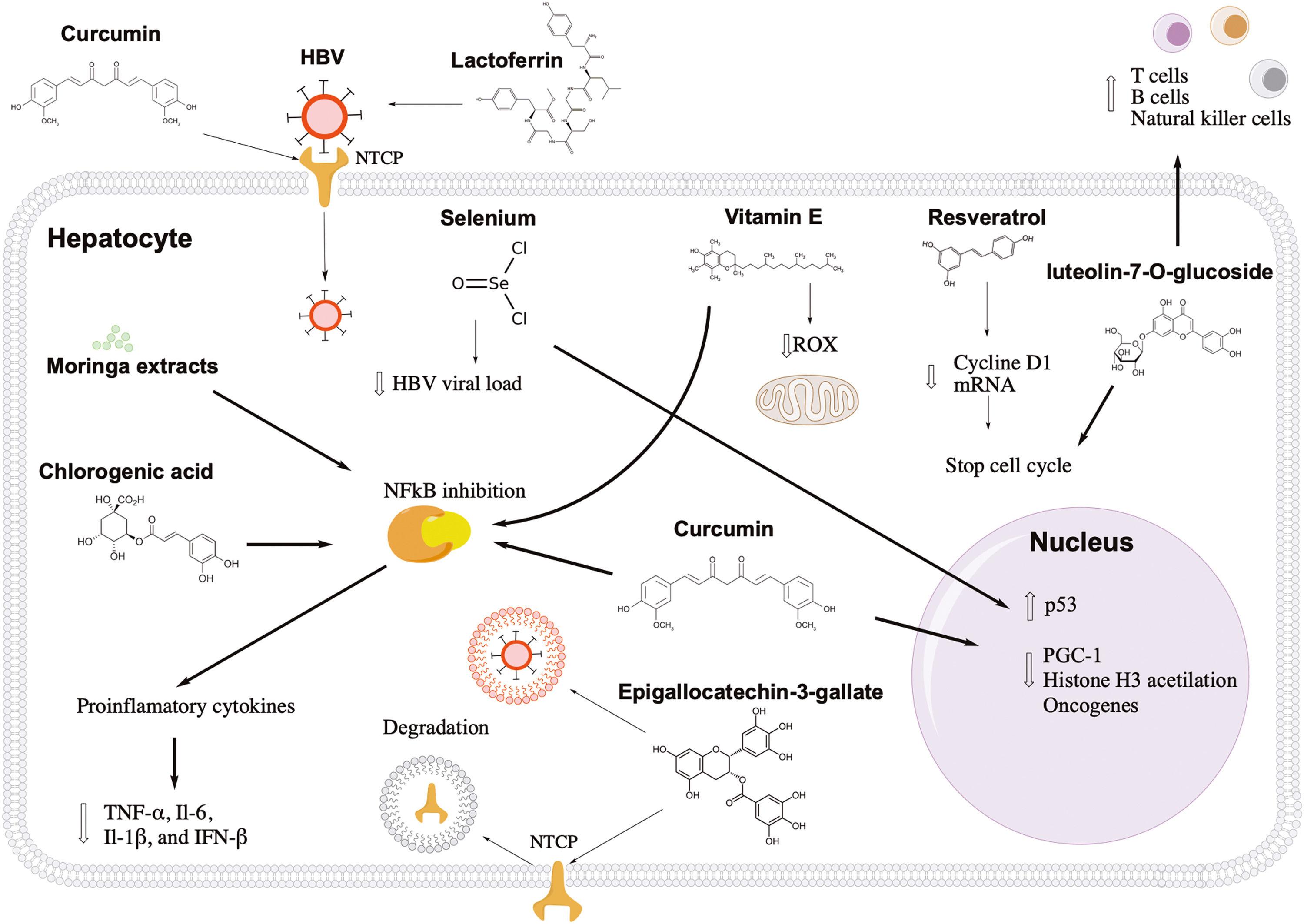 Anti-hepatitis B virus activity of food nutrients and potential ...