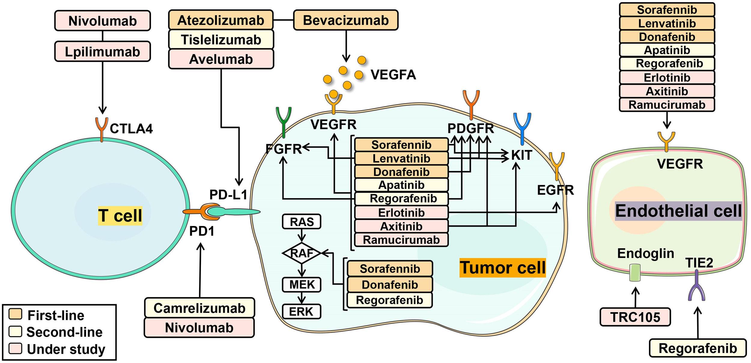 Emerging biomolecules for practical theranostics of liver ...
