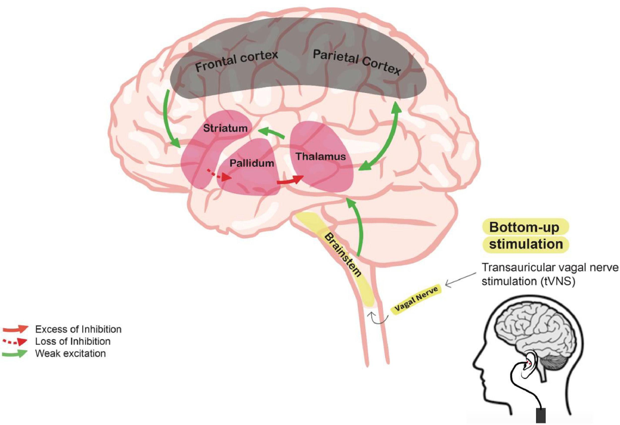 Transcutaneous vagal nerve stimulation to treat disorders of ...
