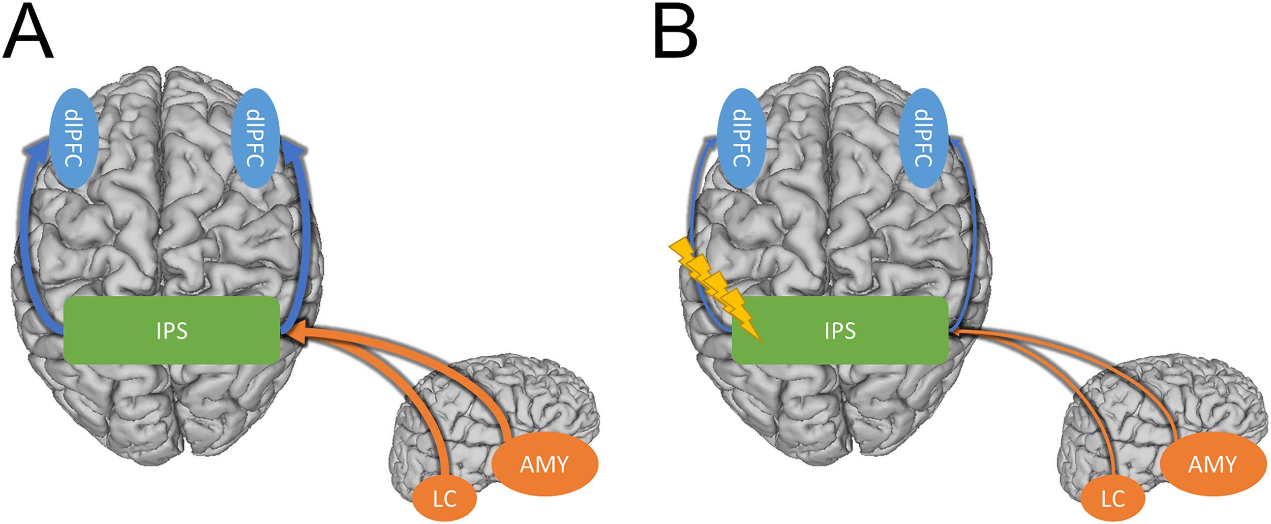 Role of the intraparietal sulcus (IPS) in anxiety and cognition ...