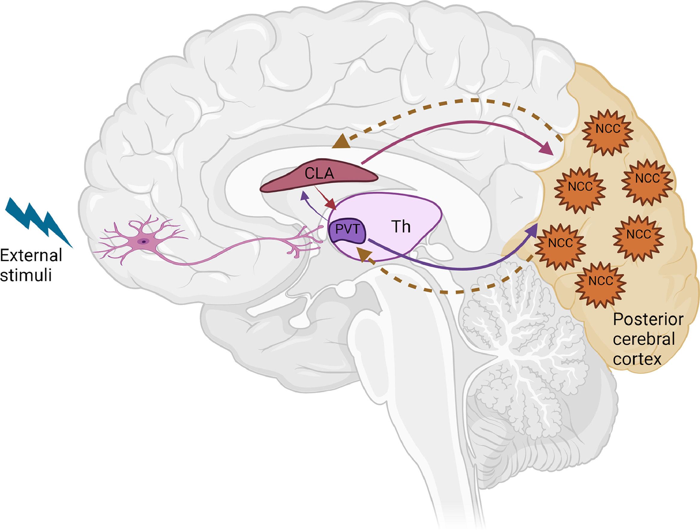 The claustrum and consciousness: An update | International Journal of ...