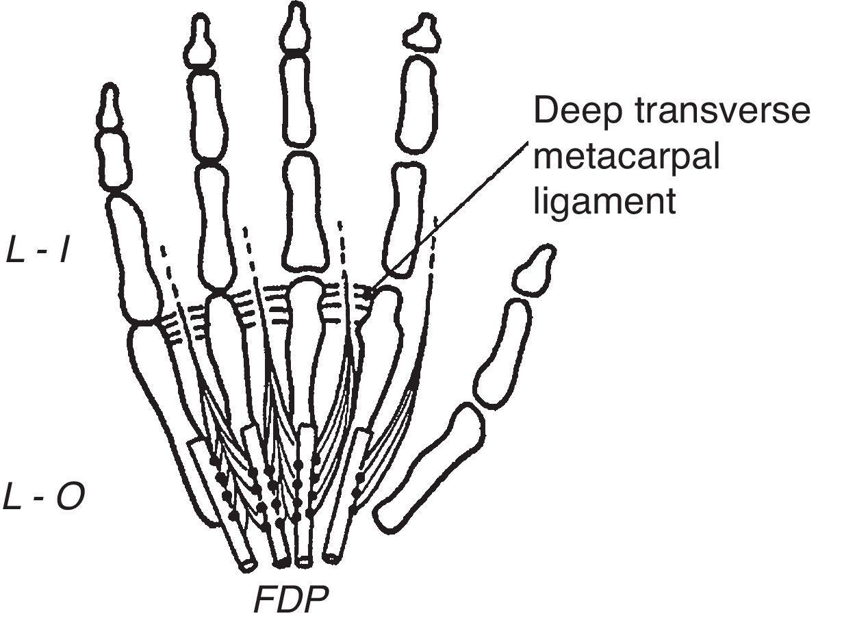 Clinical Anatomy of the Hand | Reumatología Clínica