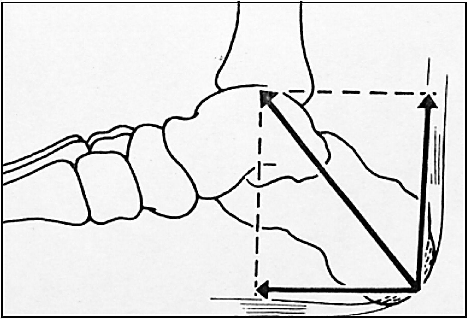 Clinical Anatomy of the Ankle and Foot | Reumatología Clínica
