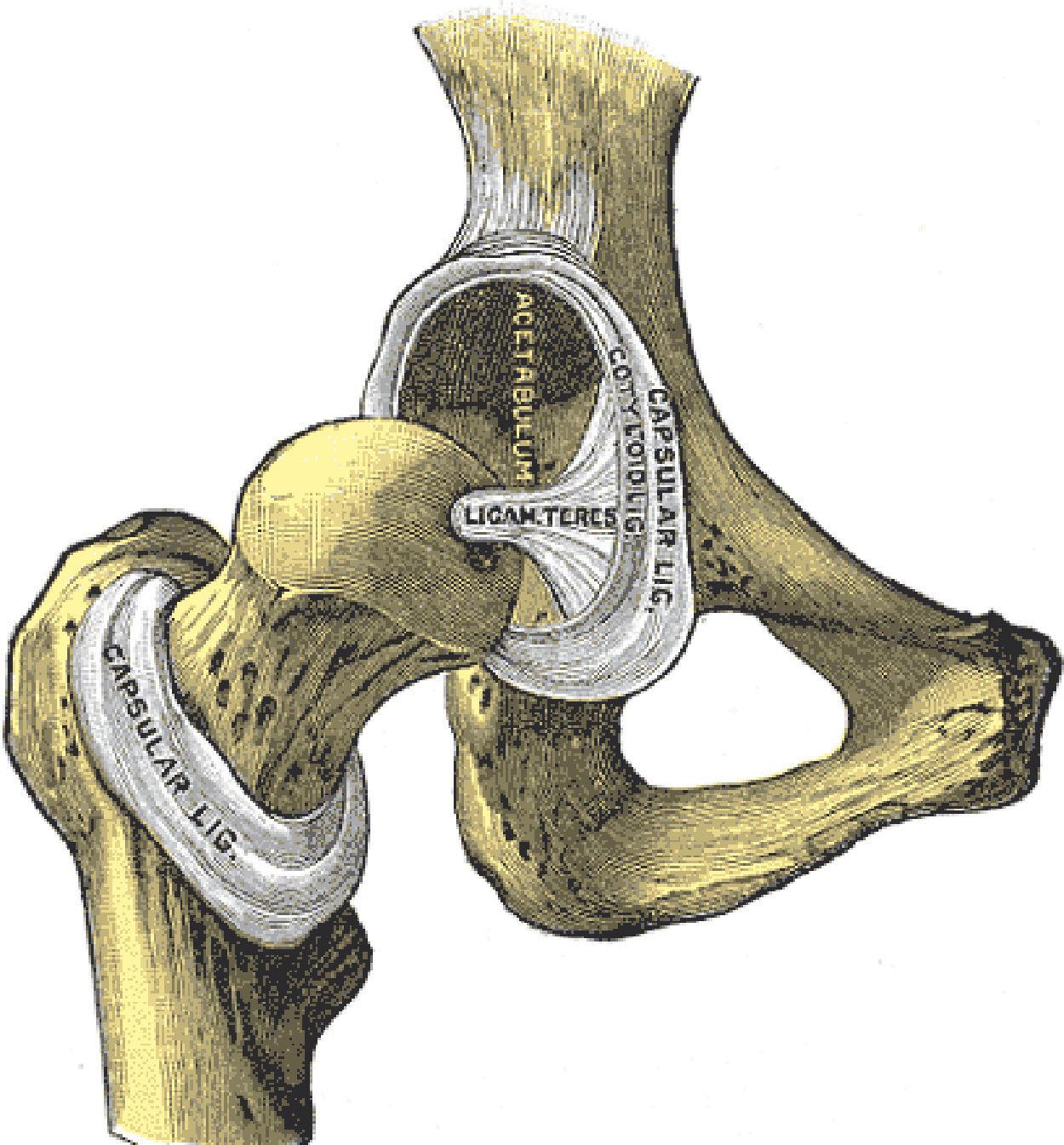 Clinical Anatomy of the Pelvis and Hip | Reumatología Clínica