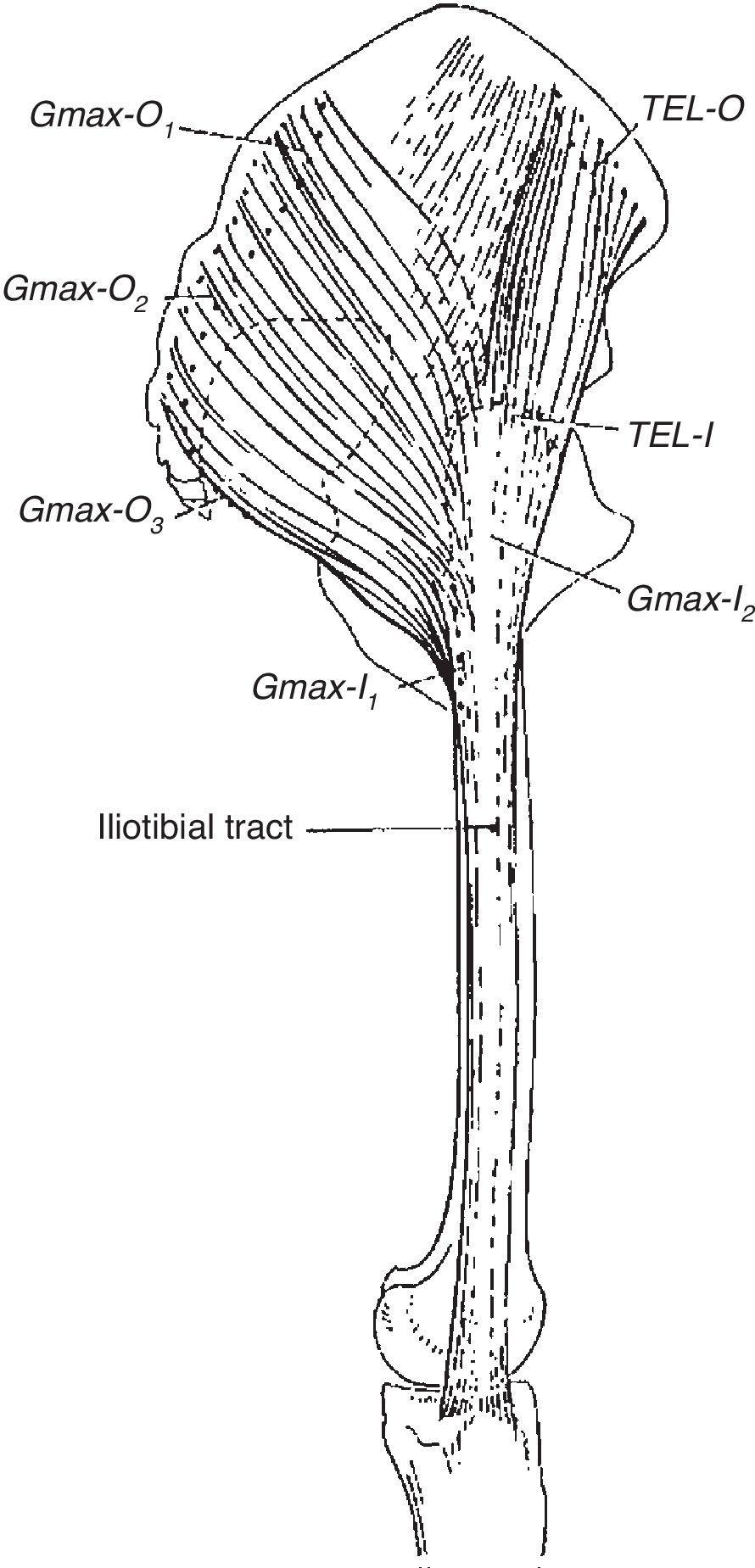 Clinical Anatomy of the Pelvis and Hip | Reumatología Clínica