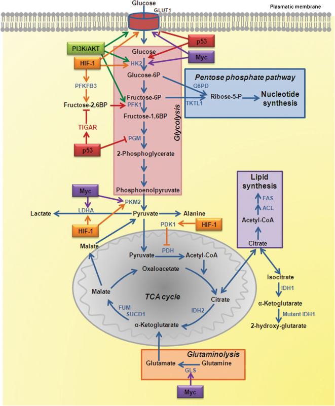 Metabolism and Brain Cancer | Clinics