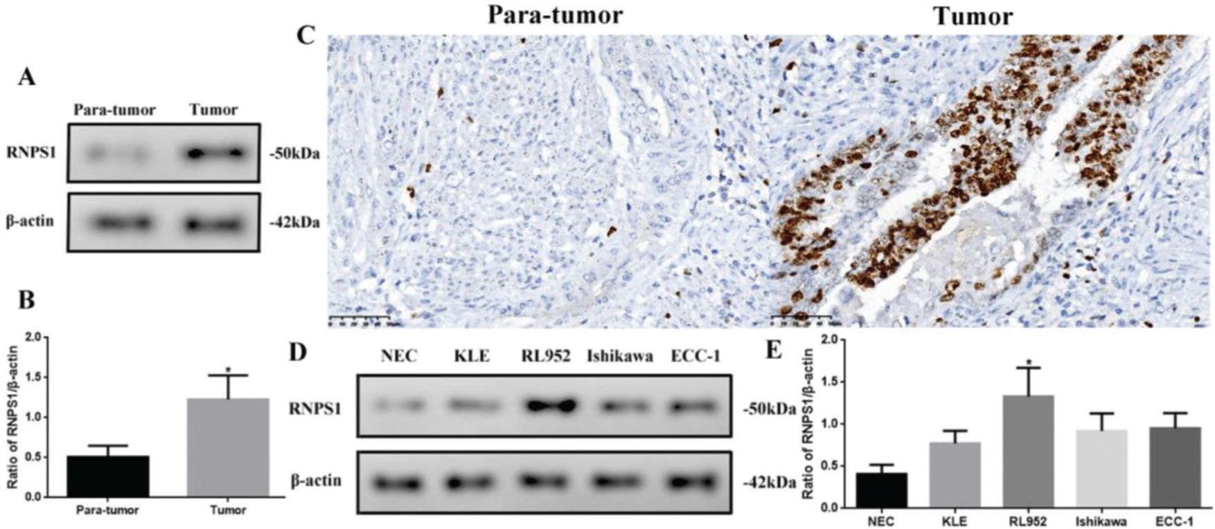 RNA-binding protein with serine-rich domain 1 regulates microsatellite ...