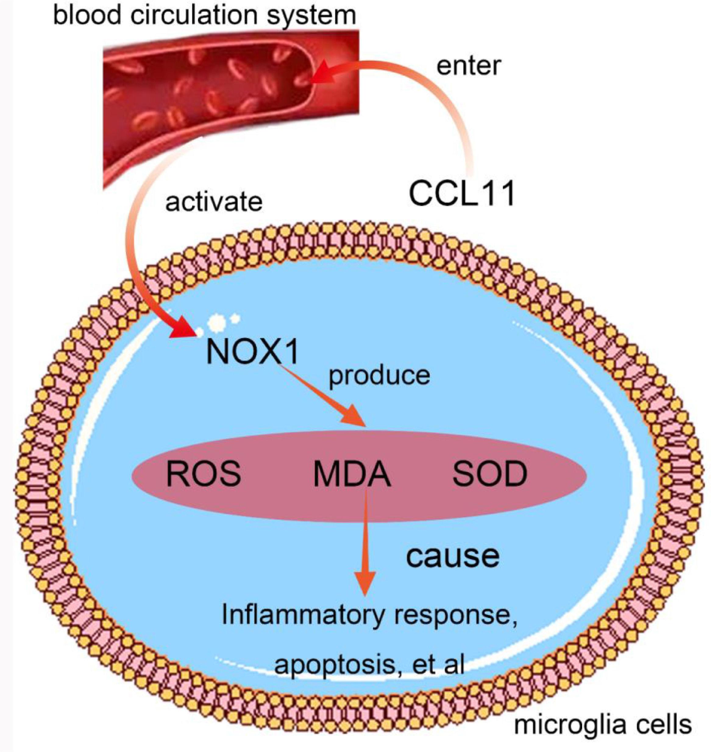 The postoperative cognitive dysfunction induced by central inflammation ...