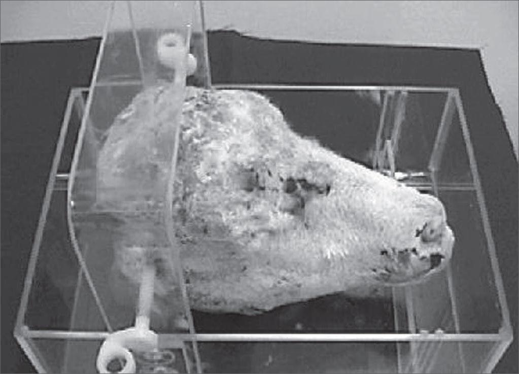 CT-Scan sheep and human inner ear morphometric comparison | Brazilian ...