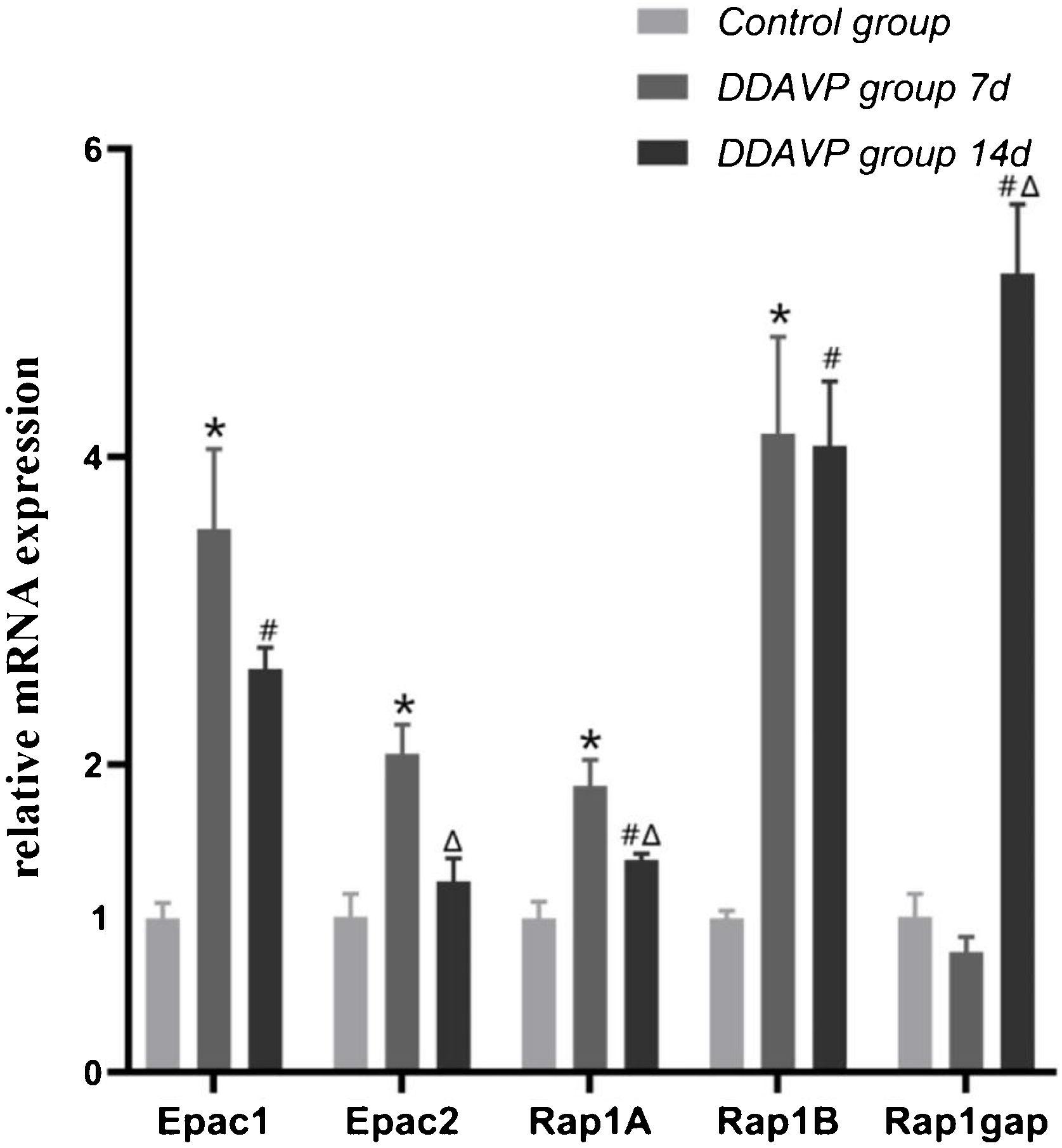 cAMP-Epac1 signaling is activated in DDAVP-induced endolymphatic ...
