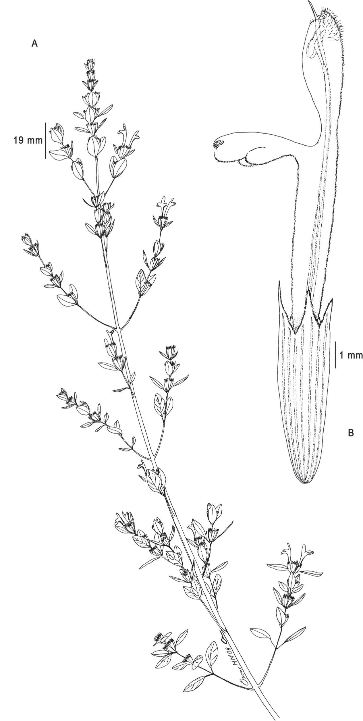 Géneros de Lamiaceae de México, diversidad y endemismo | Revista ...