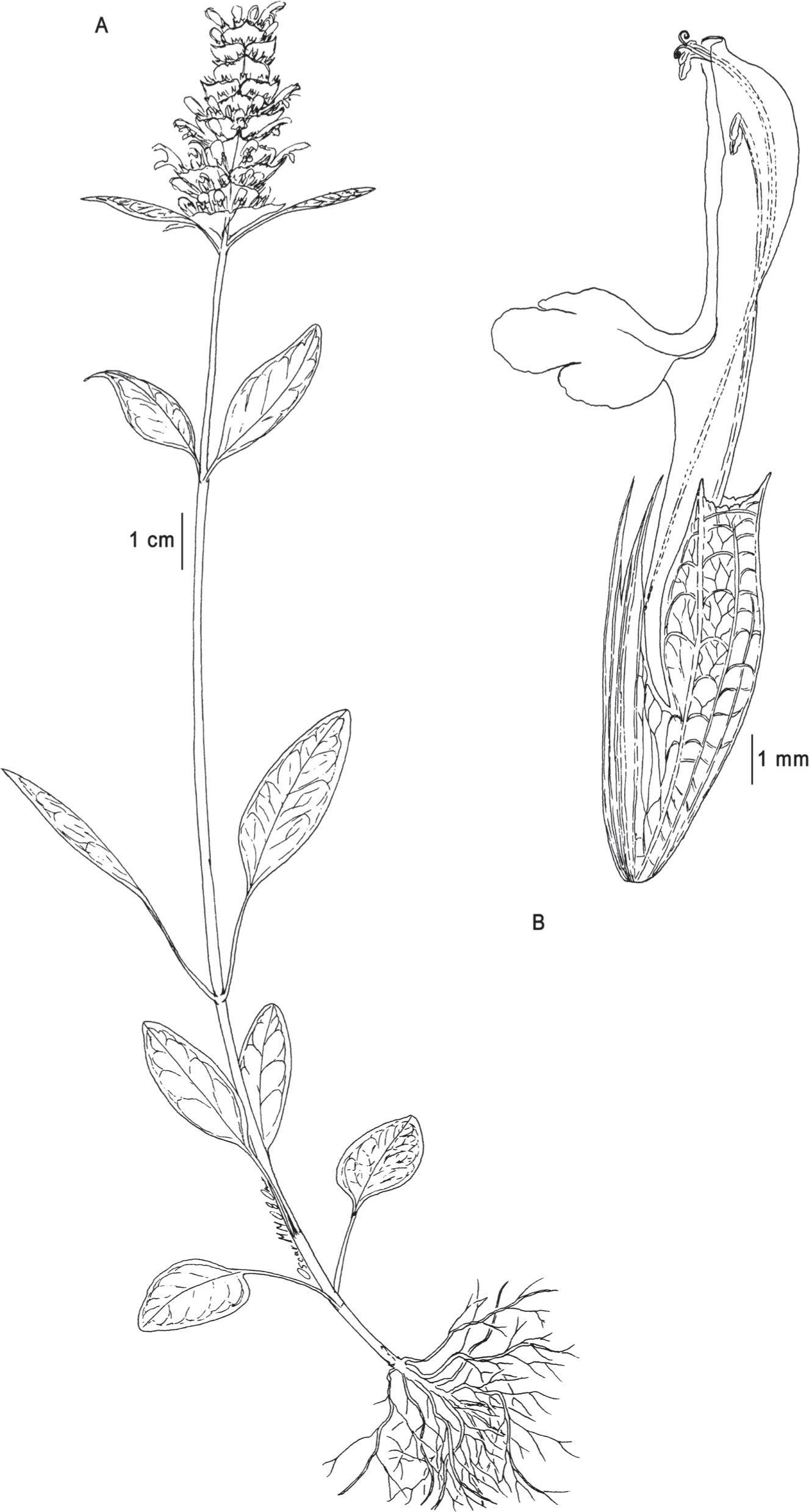 Géneros de Lamiaceae de México, diversidad y endemismo | Revista ...