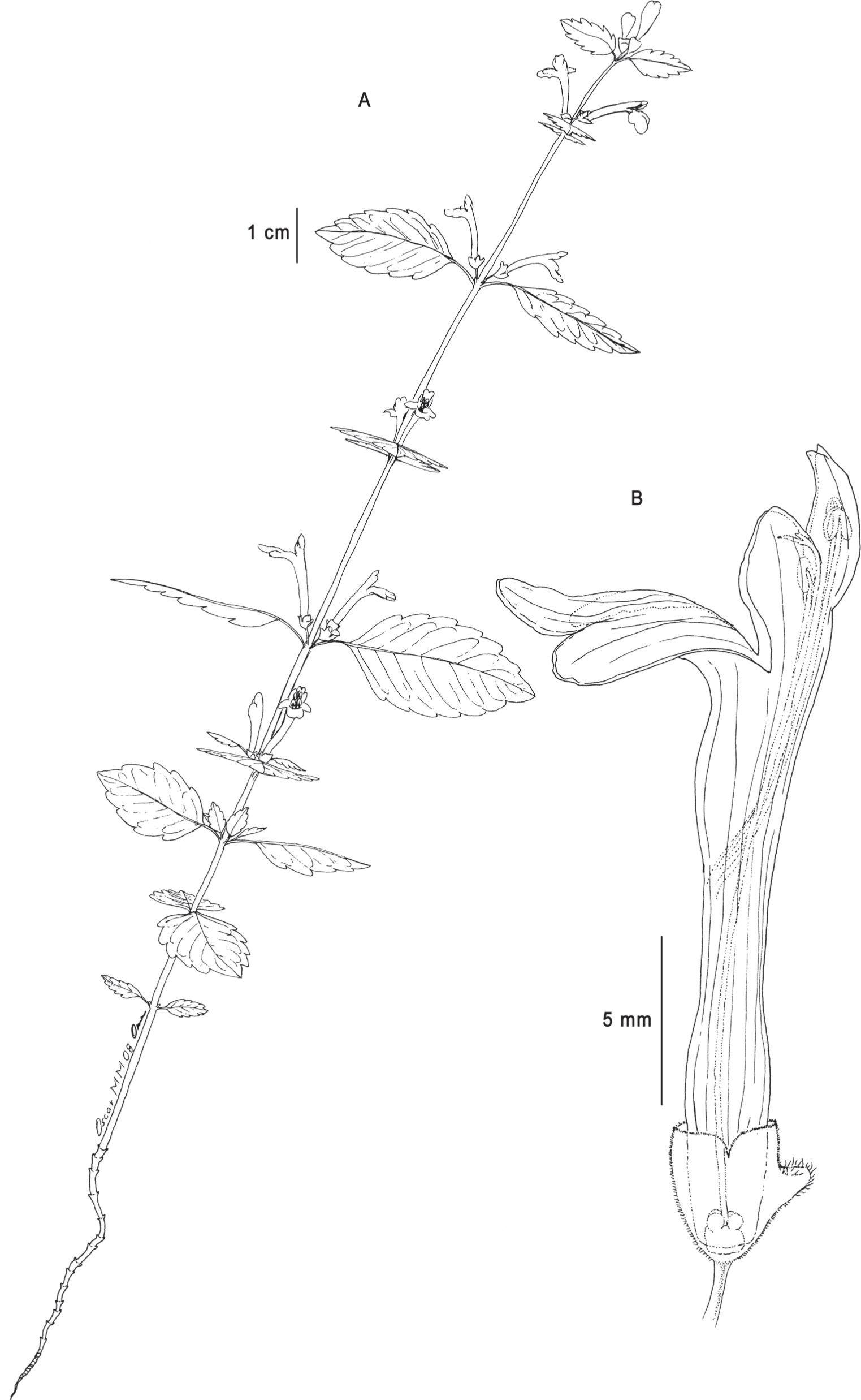 Géneros de Lamiaceae de México, diversidad y endemismo | Revista ...