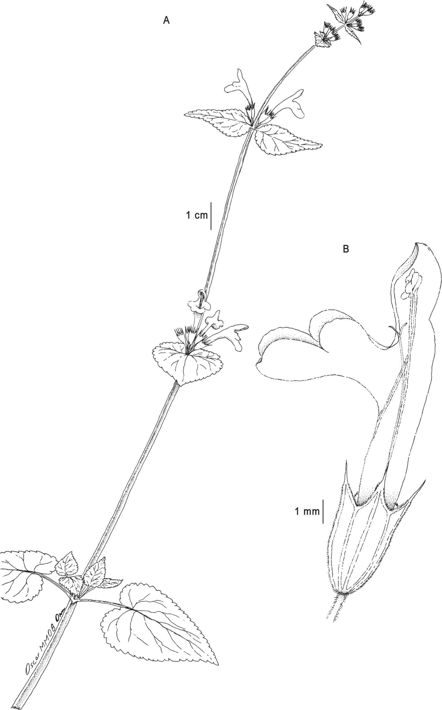 Géneros de Lamiaceae de México, diversidad y endemismo | Revista ...