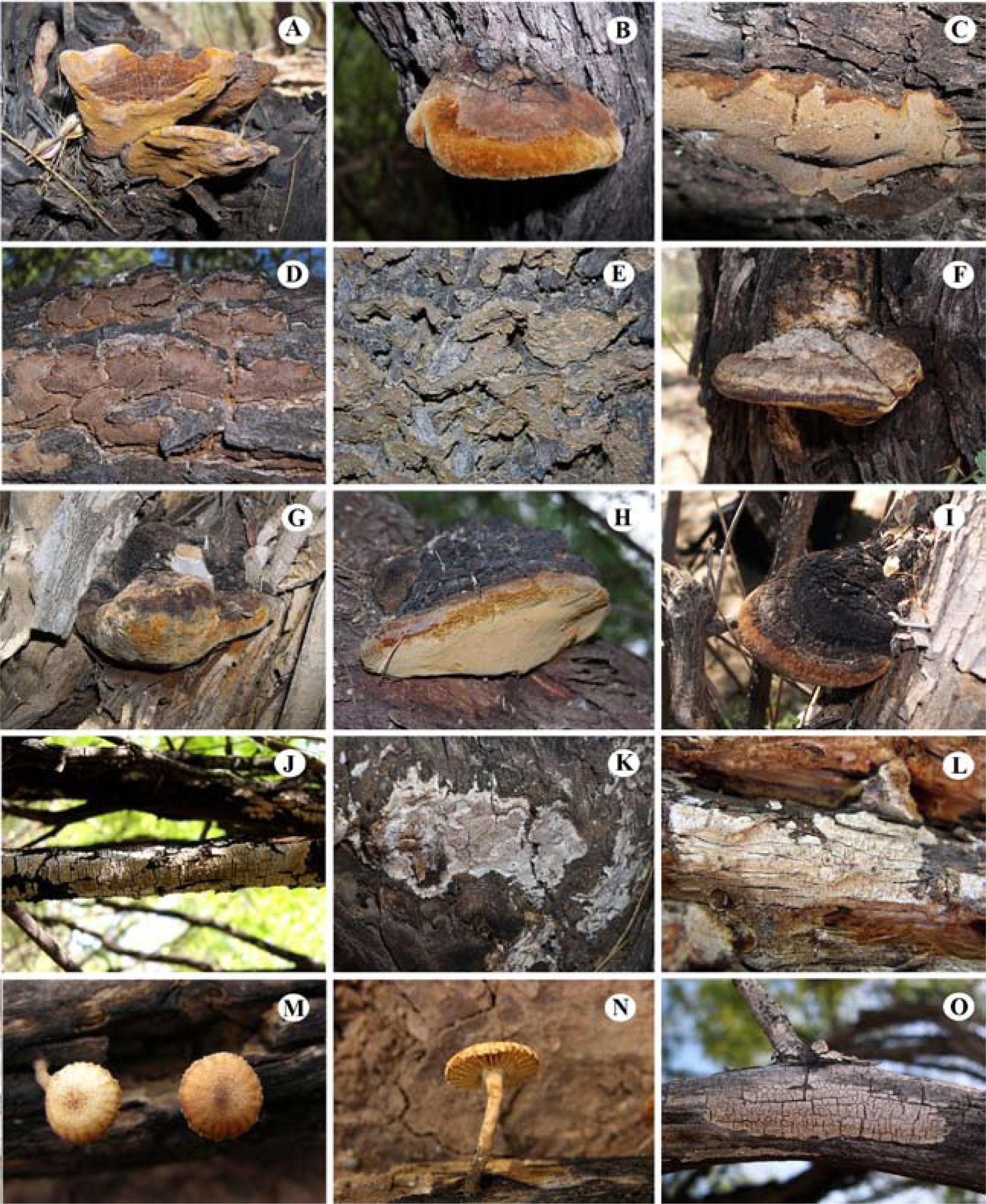 Agaricomycetes xilófagos de la planicie central del desierto sonorense ...