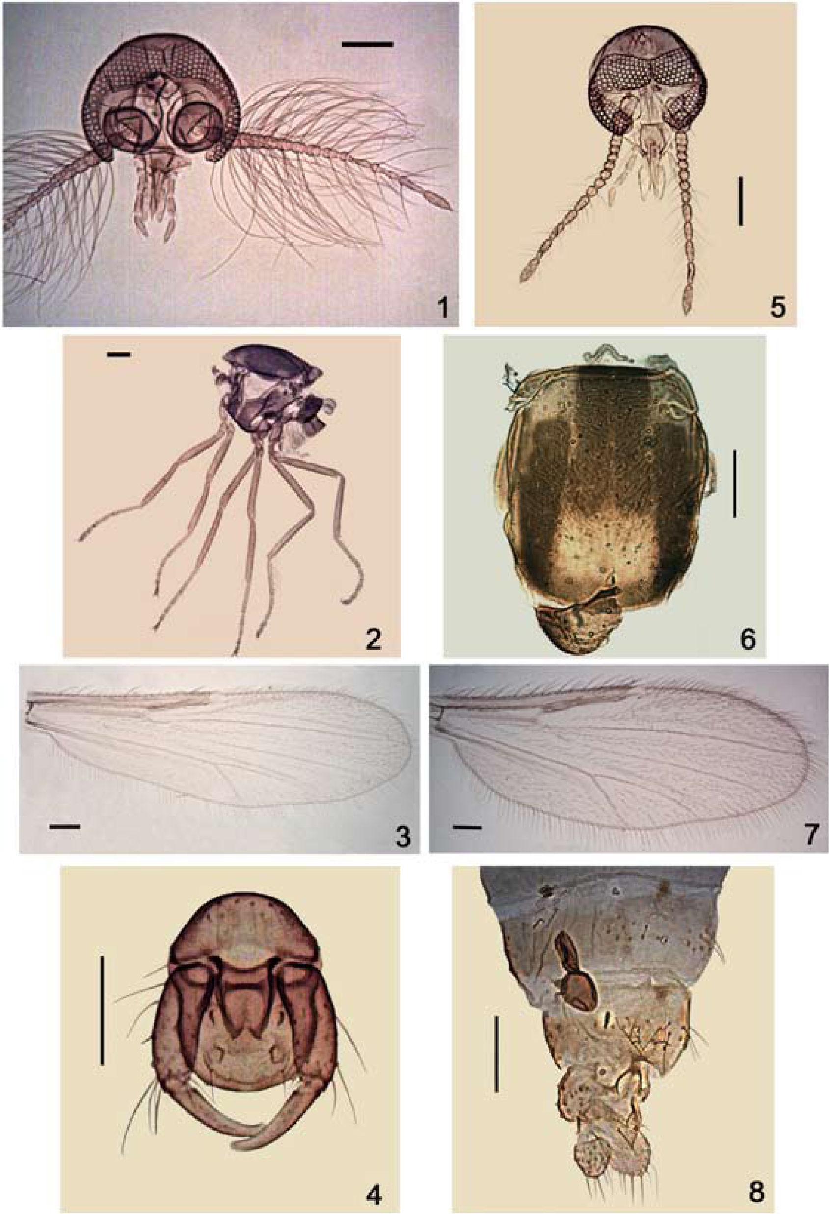 A new species of Forcipomyia (Phytohelea) from Argentina (Diptera ...