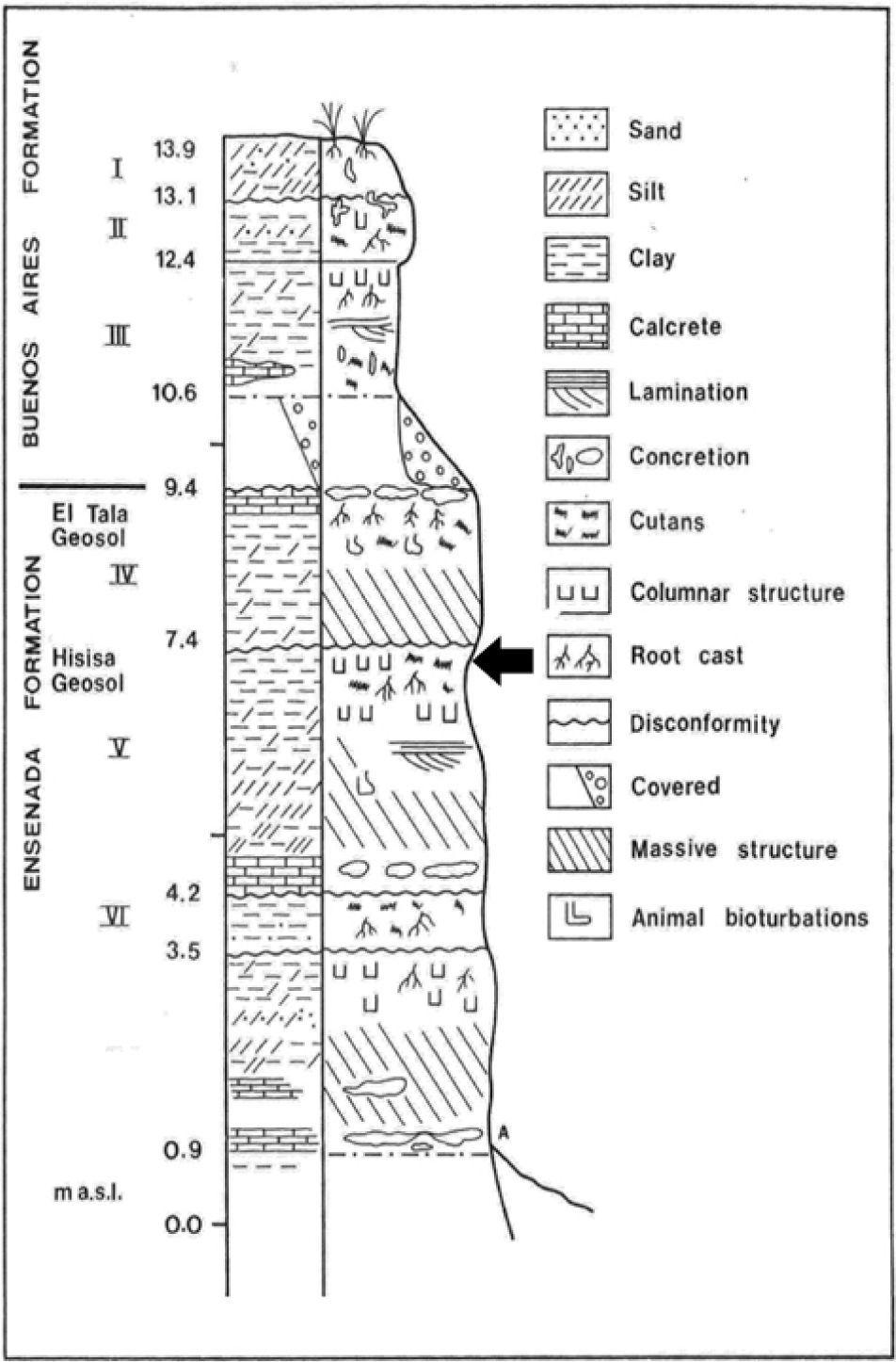 An enigmatic and large-sized specimen of Panochthus (Glyptodontidae ...