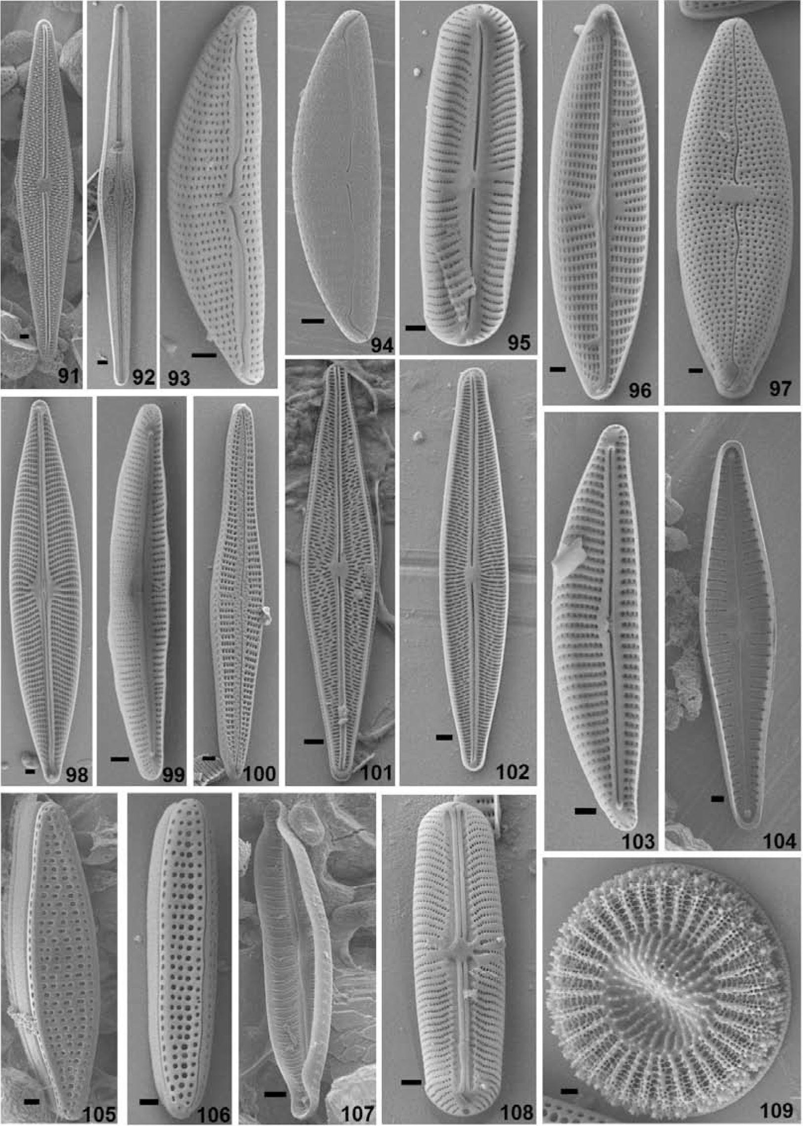 Diagnosis prospectiva sobre la diversidad de diatomeas epilíticas en la ...