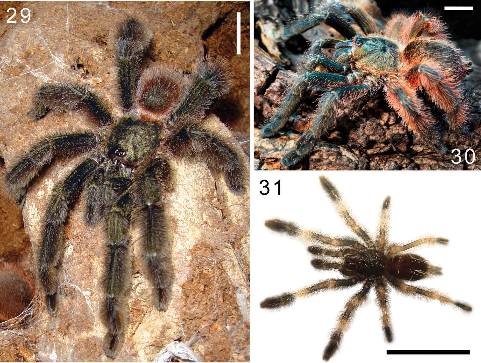 Psalmopoeus victori, the first arboreal theraphosid spider described ...