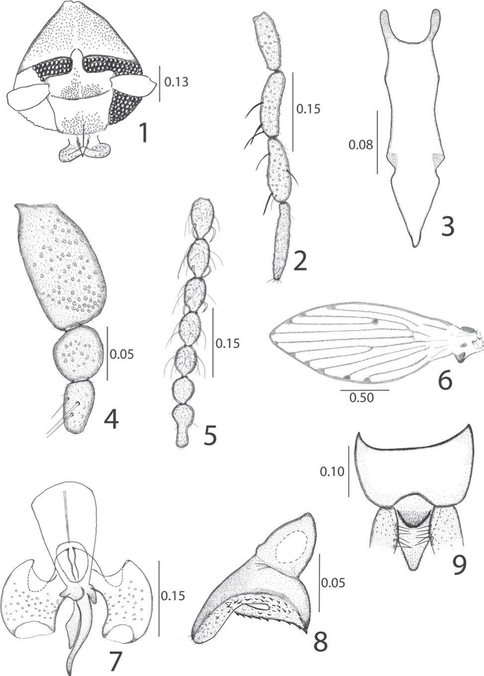 A new species of Psychodinae (Diptera: Psychodidae) from Argentina ...